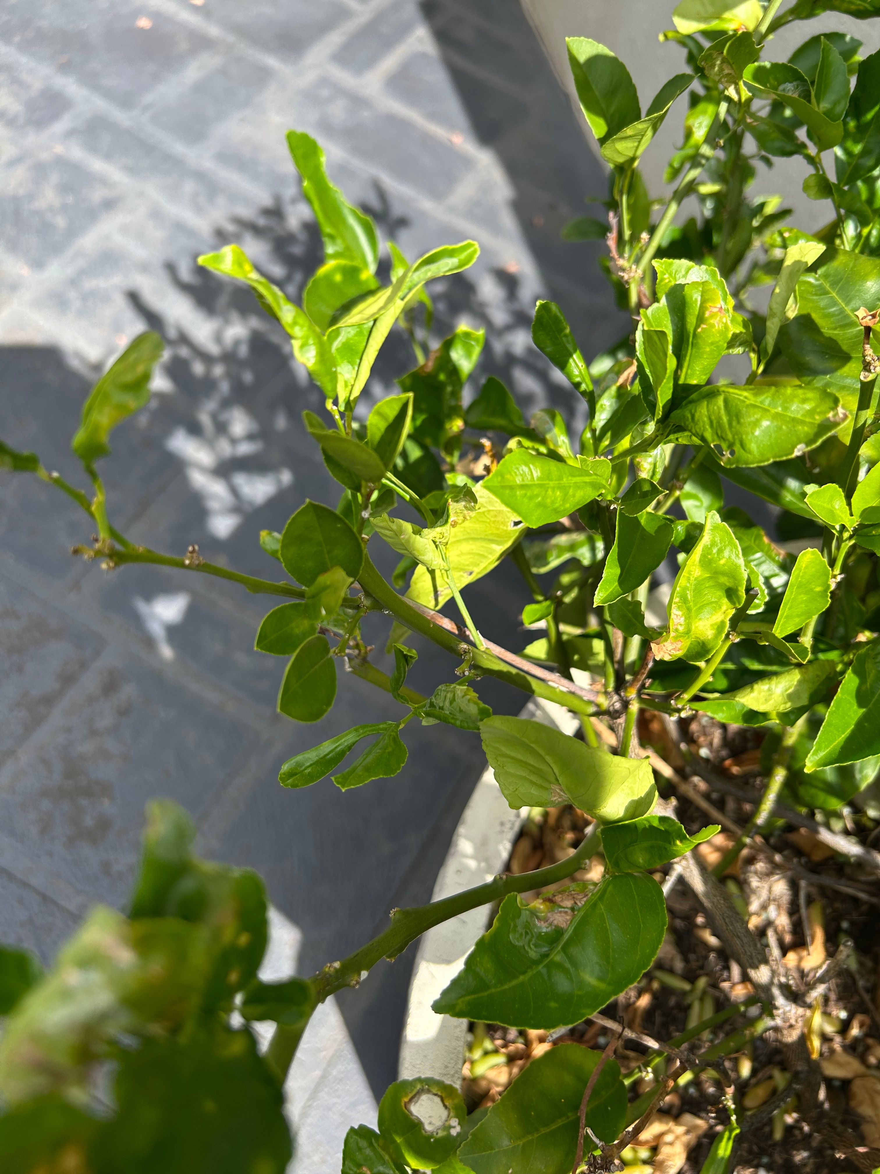 How to treat Dwarf lemon tree with curle... | Bunnings Workshop community