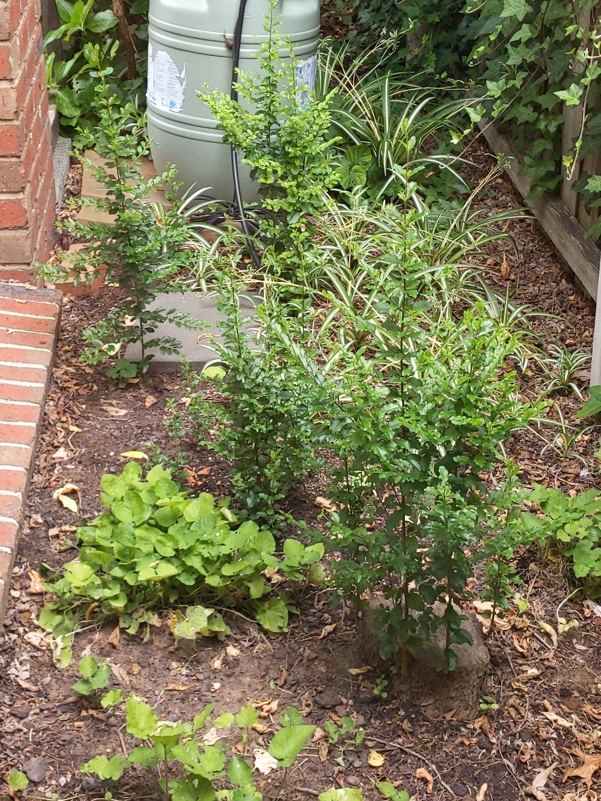 How do you stop a tree stump regrowing? | Bunnings Workshop community