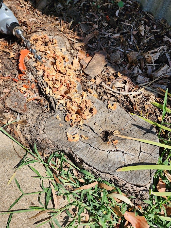 How do you stop a tree stump regrowing? | Bunnings Workshop community