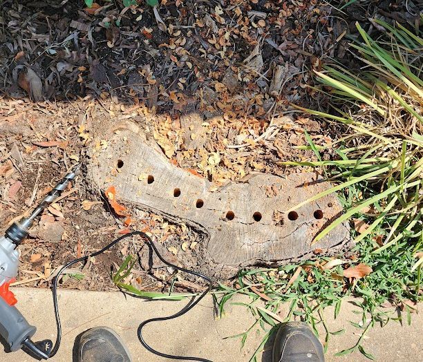 How do you stop a tree stump regrowing? | Bunnings Workshop community