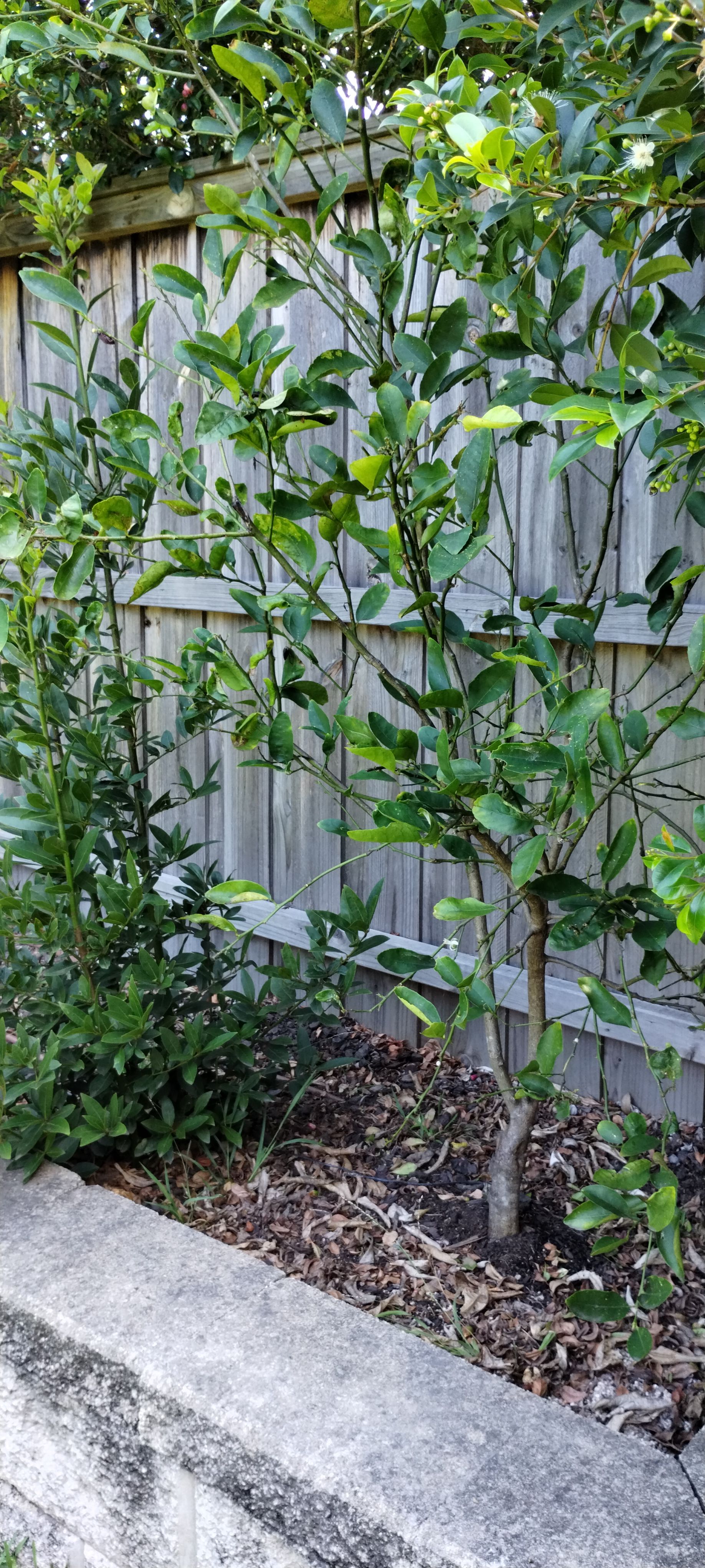 How to treat lime tree with curled leave... | Bunnings Workshop community