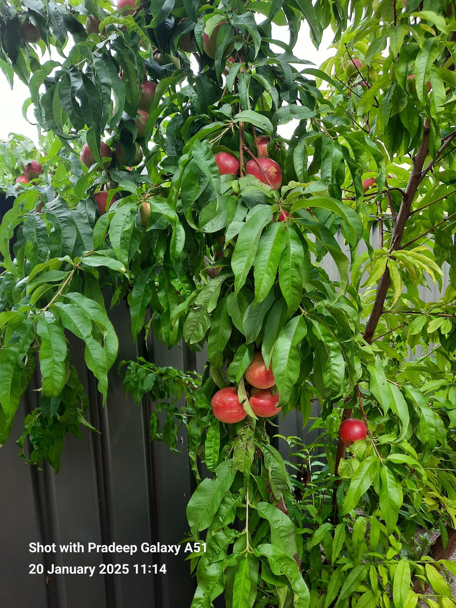 How to ensure fruit trees are more produ... | Bunnings Workshop community