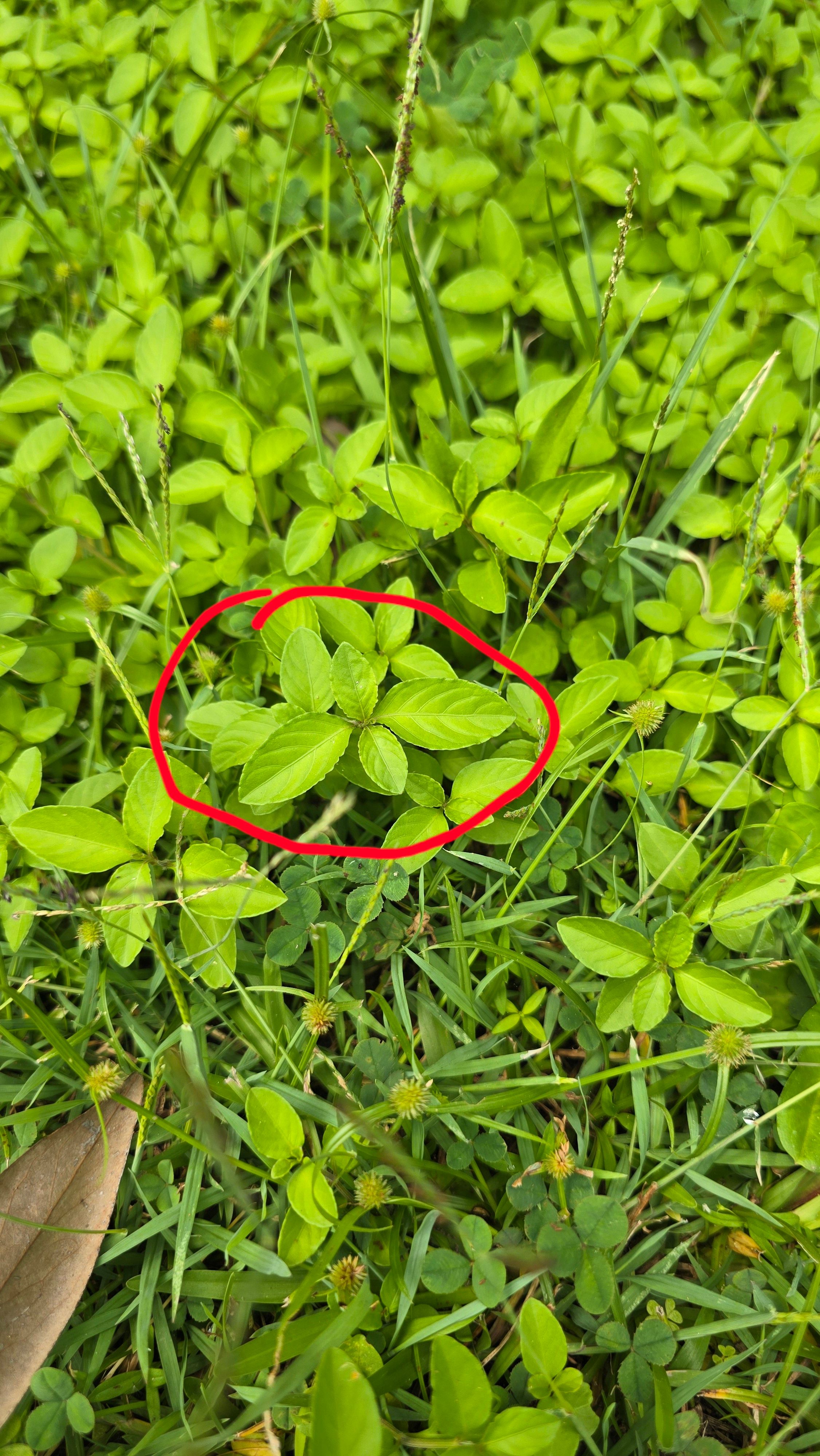 How to identify and kill weeds? | Bunnings Workshop community