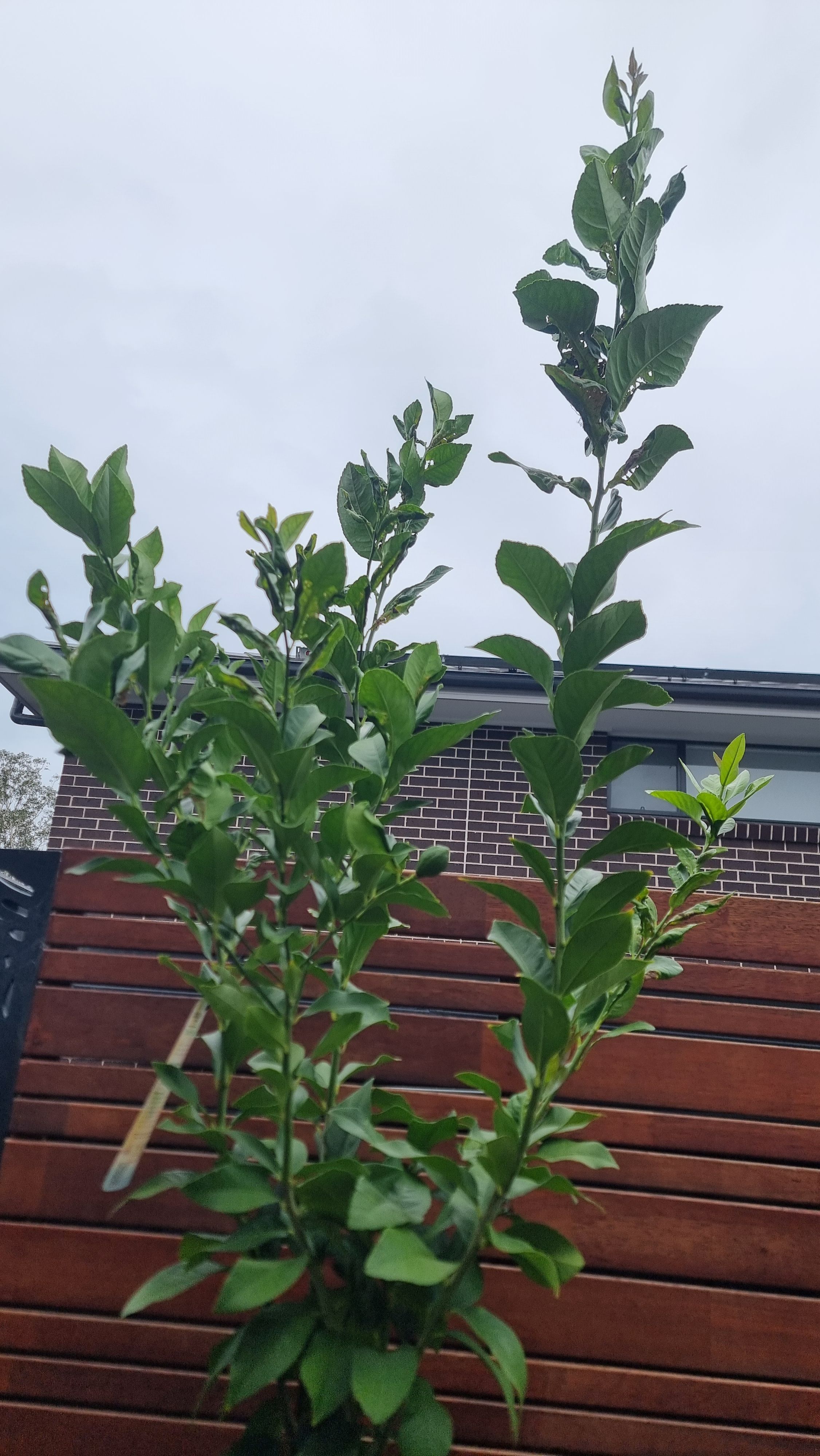 Solved: How to treat burnt leaves on lemon tree? | Bunnings Workshop community