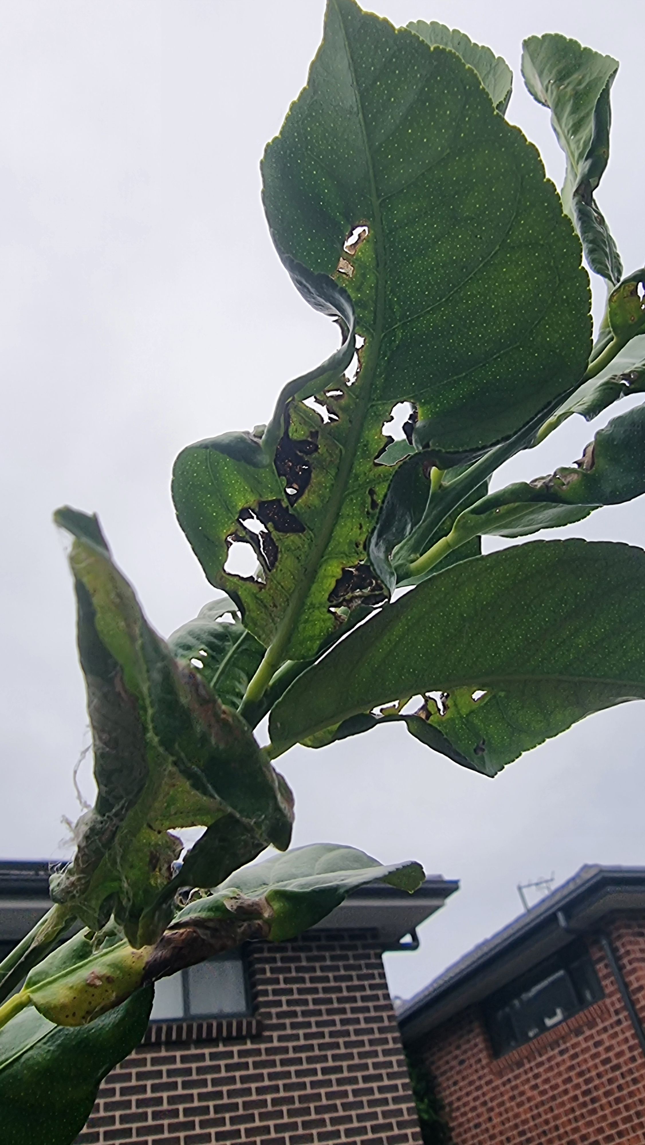 Solved: How to treat burnt leaves on lemon tree? | Bunnings Workshop community