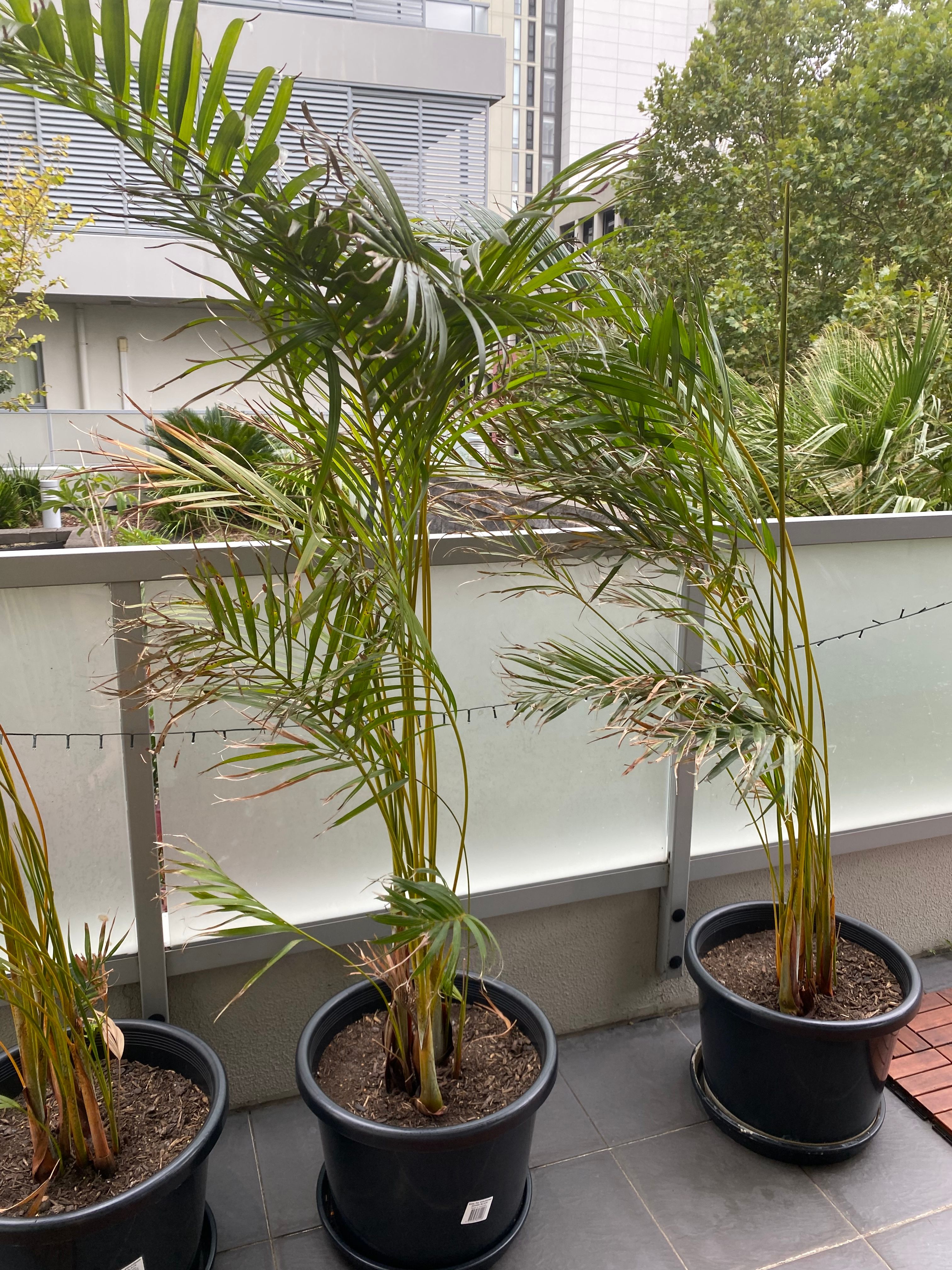 How to treat golden cane palms leaves tu... | Bunnings Workshop community