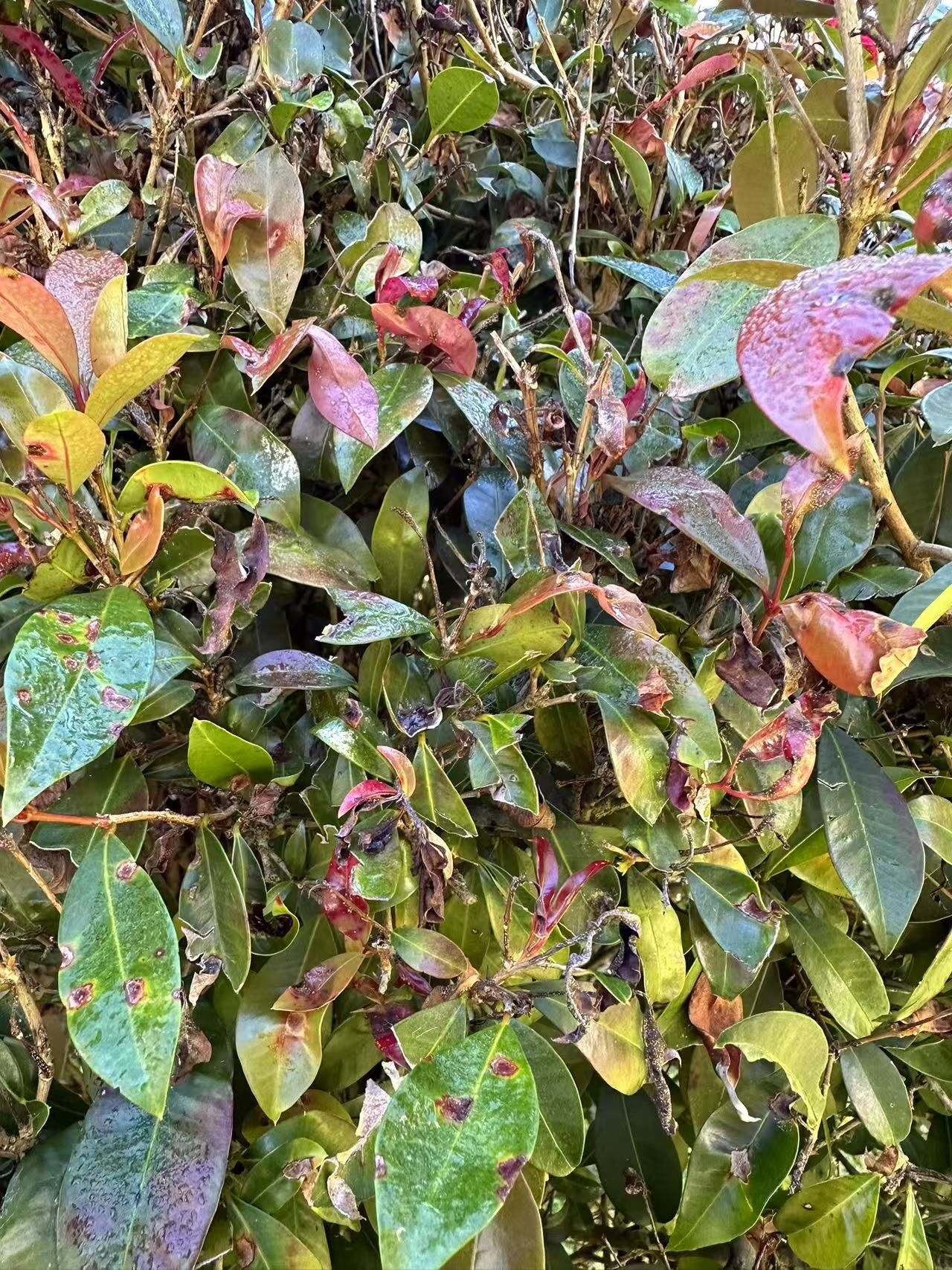 How to treat withering Lily Pilly? | Bunnings Workshop community