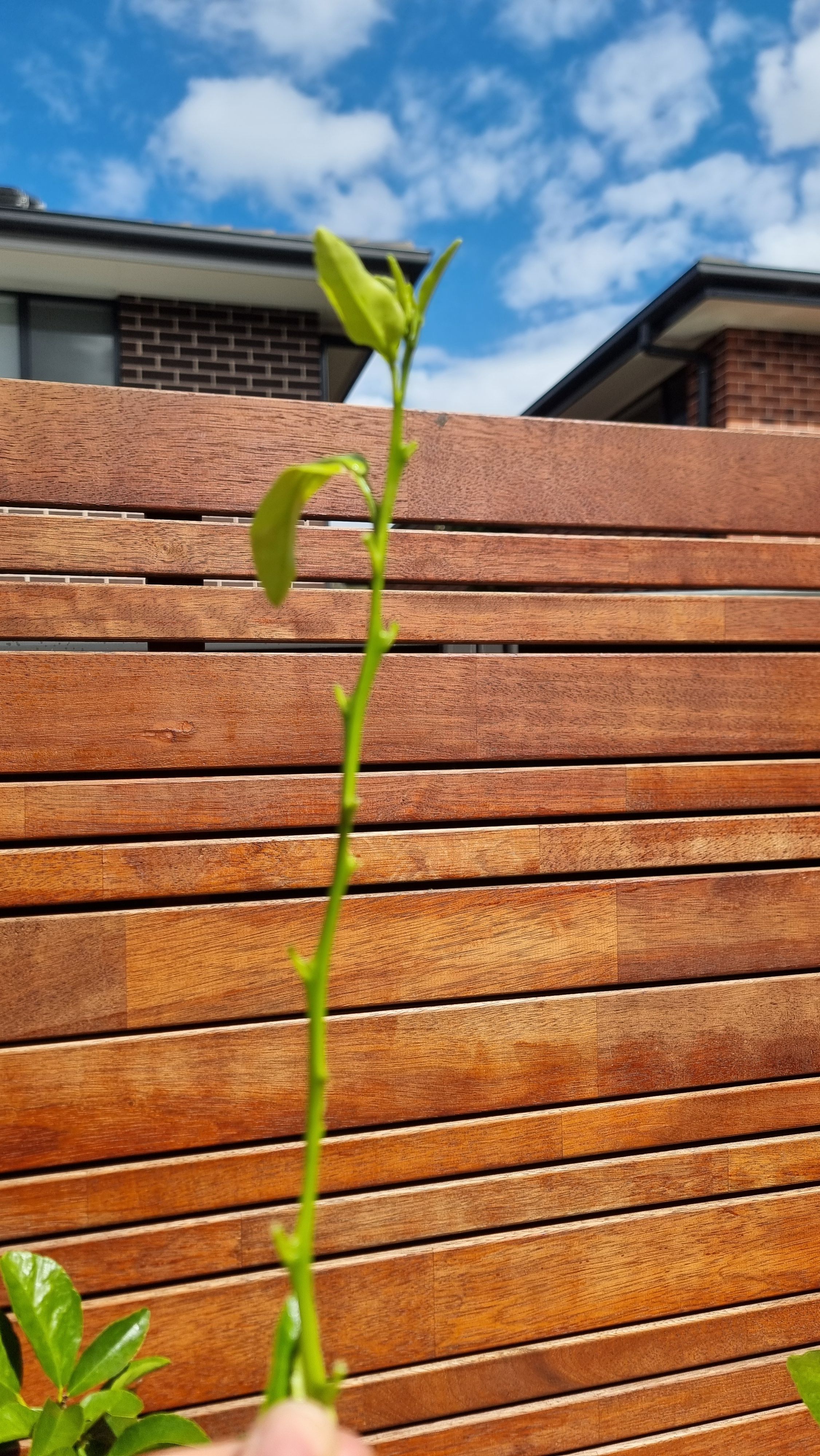 Solved: How to treat burnt leaves on lemon tree? | Bunnings Workshop community