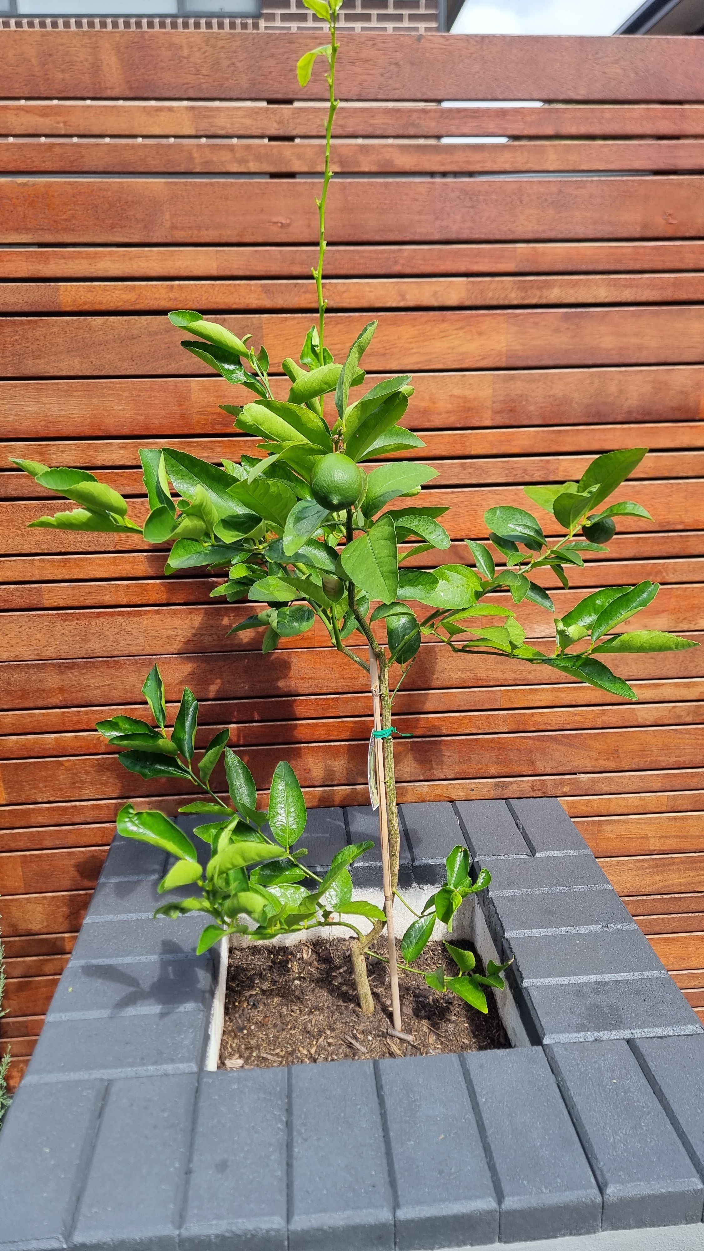 Solved: How to treat burnt leaves on lemon tree? | Bunnings Workshop community
