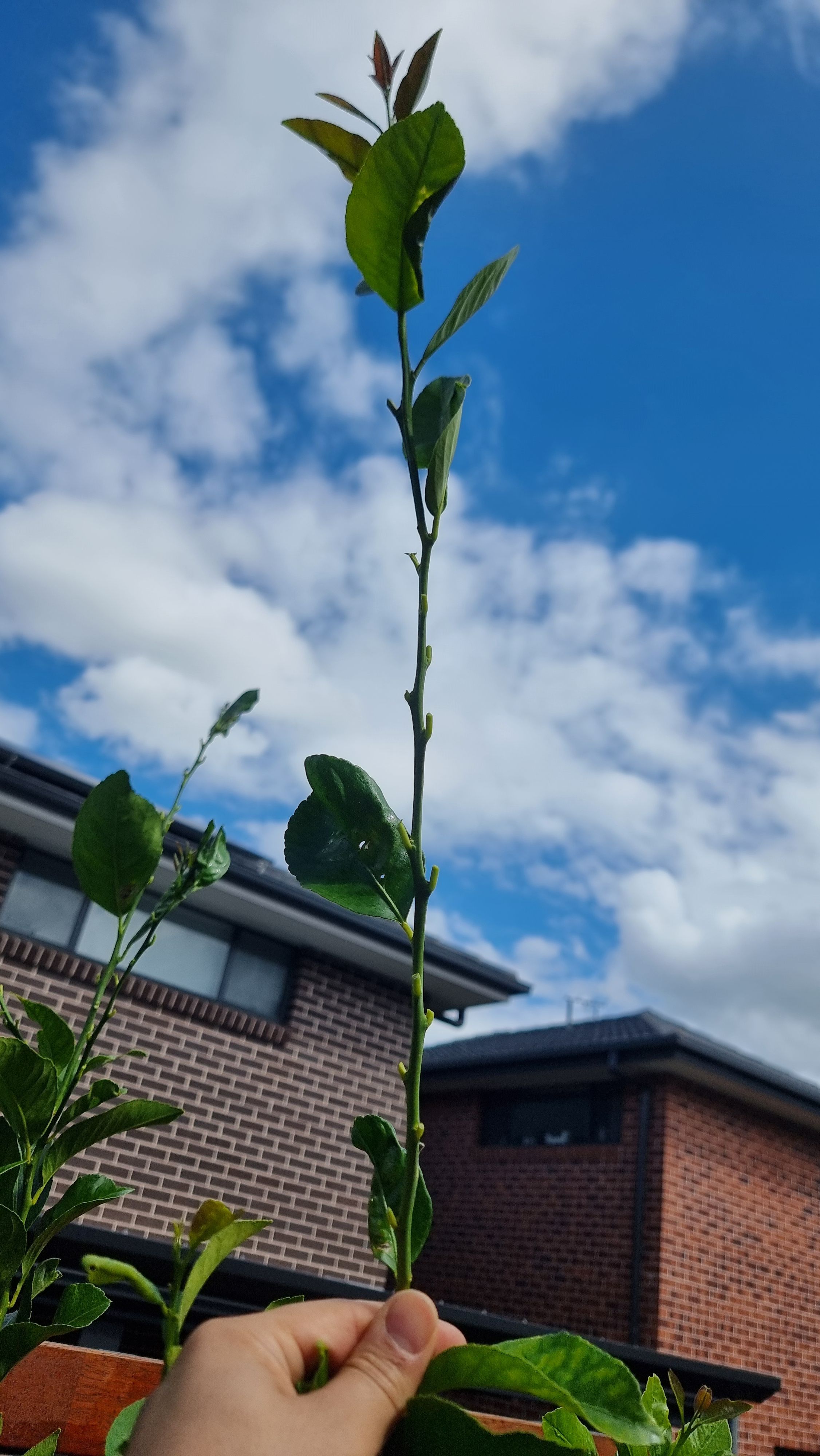 Solved: How to treat burnt leaves on lemon tree? | Bunnings Workshop community