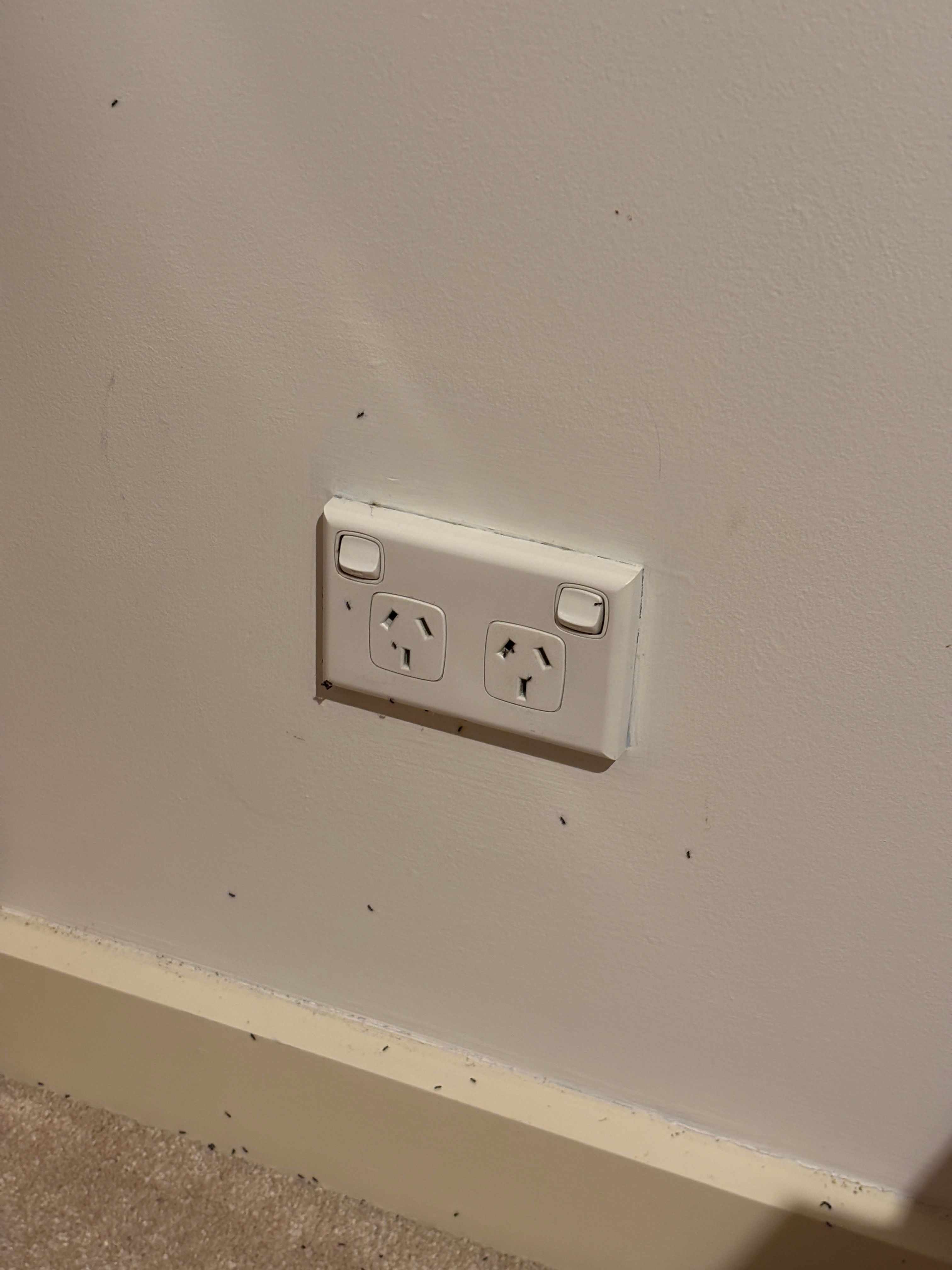 How to get rid of ants swarming an indoo... | Bunnings Workshop community