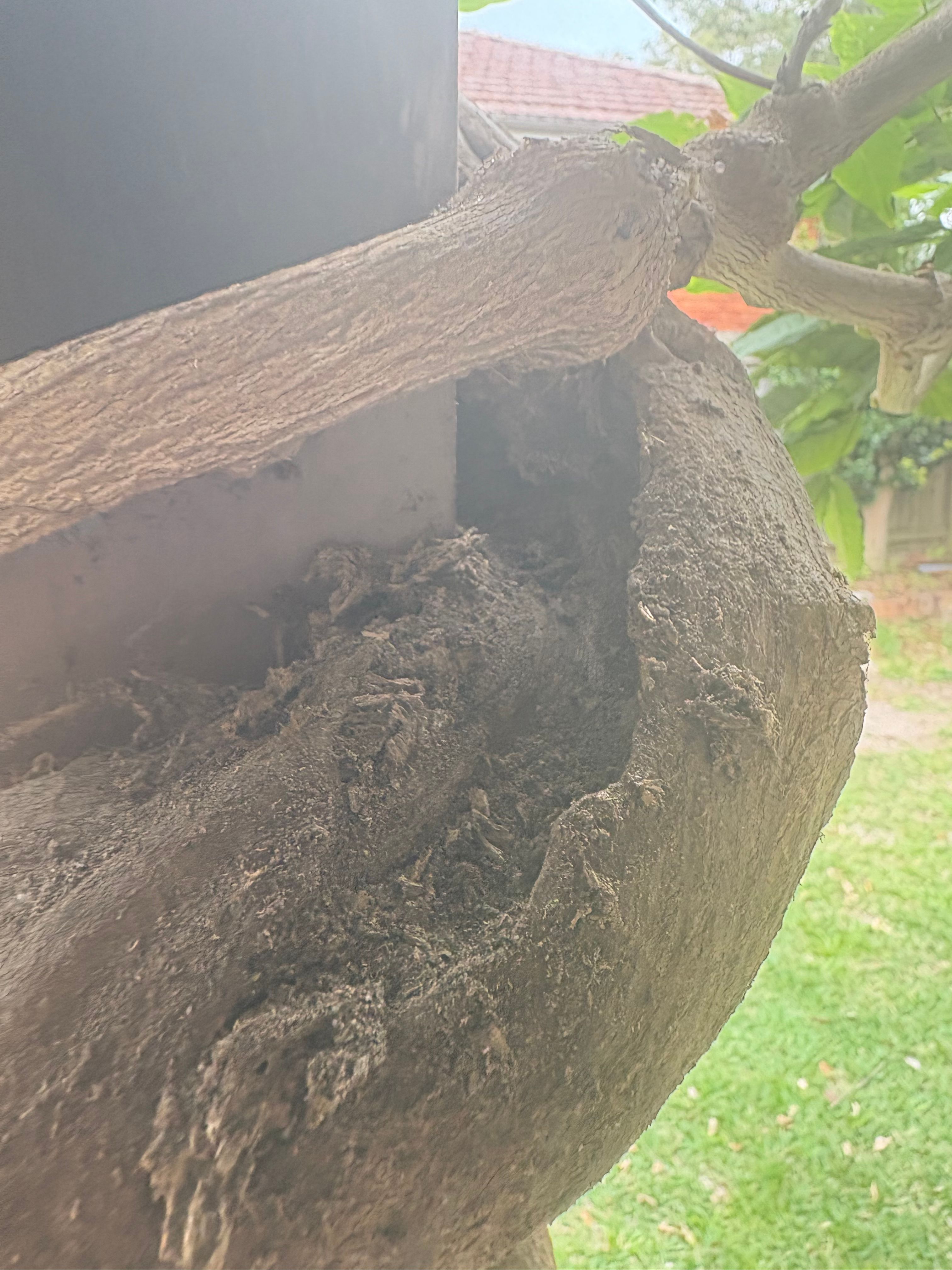 How to remove brown ants in old wisteria... | Bunnings Workshop community