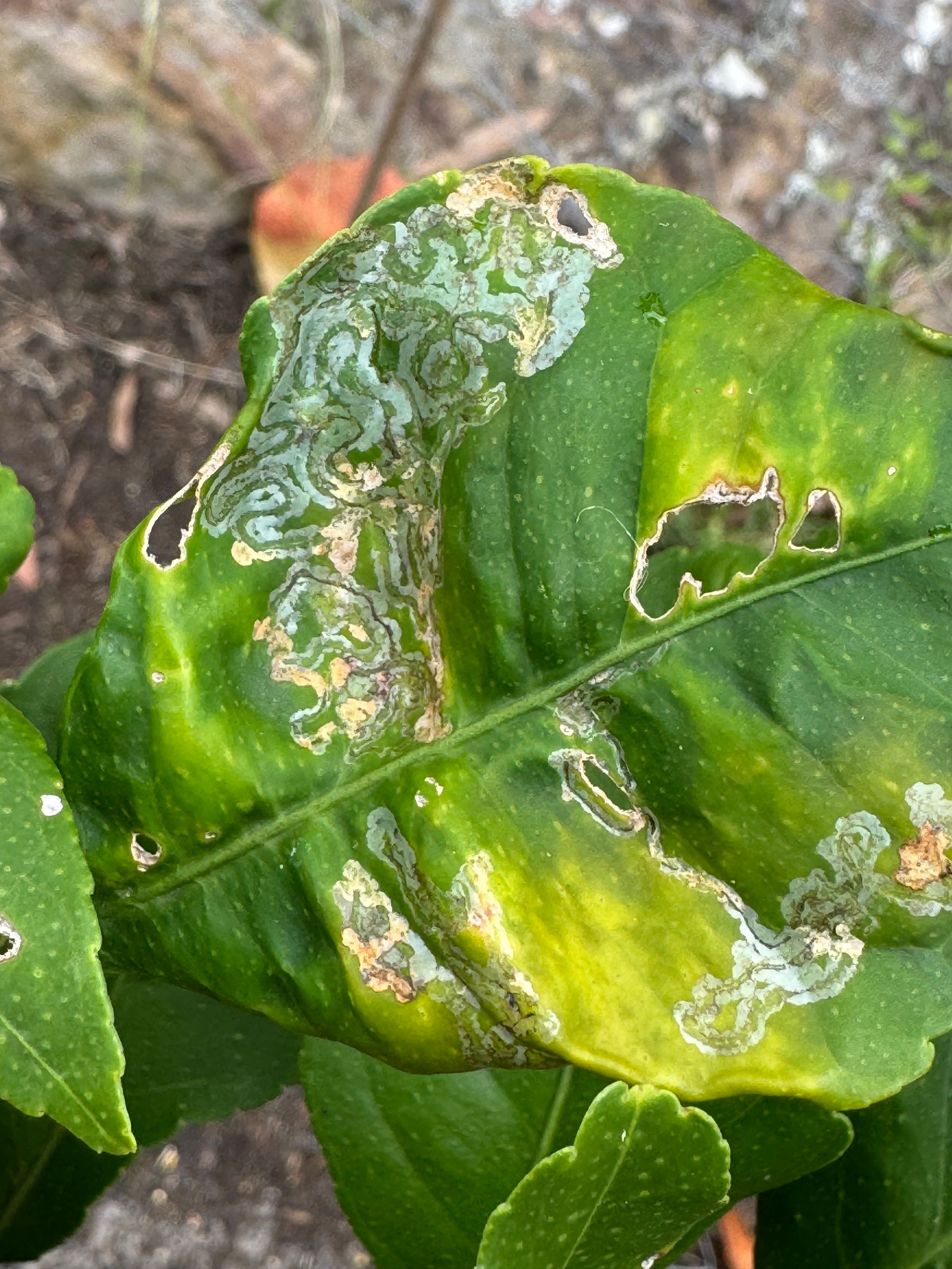 How to treat lemon tree with deformed le... | Bunnings Workshop community