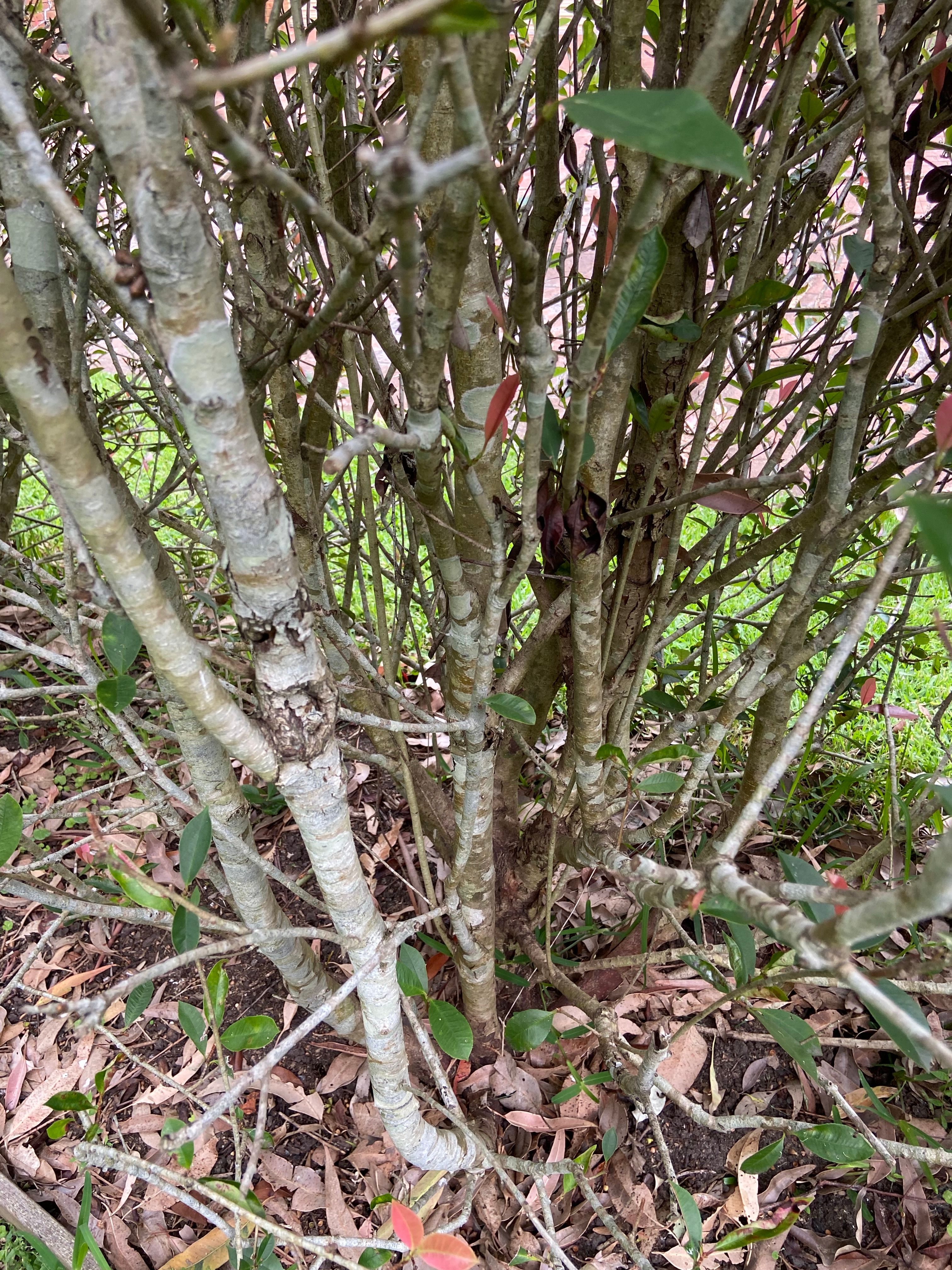 Solved: How to revive red robin hedge? | Bunnings Workshop community