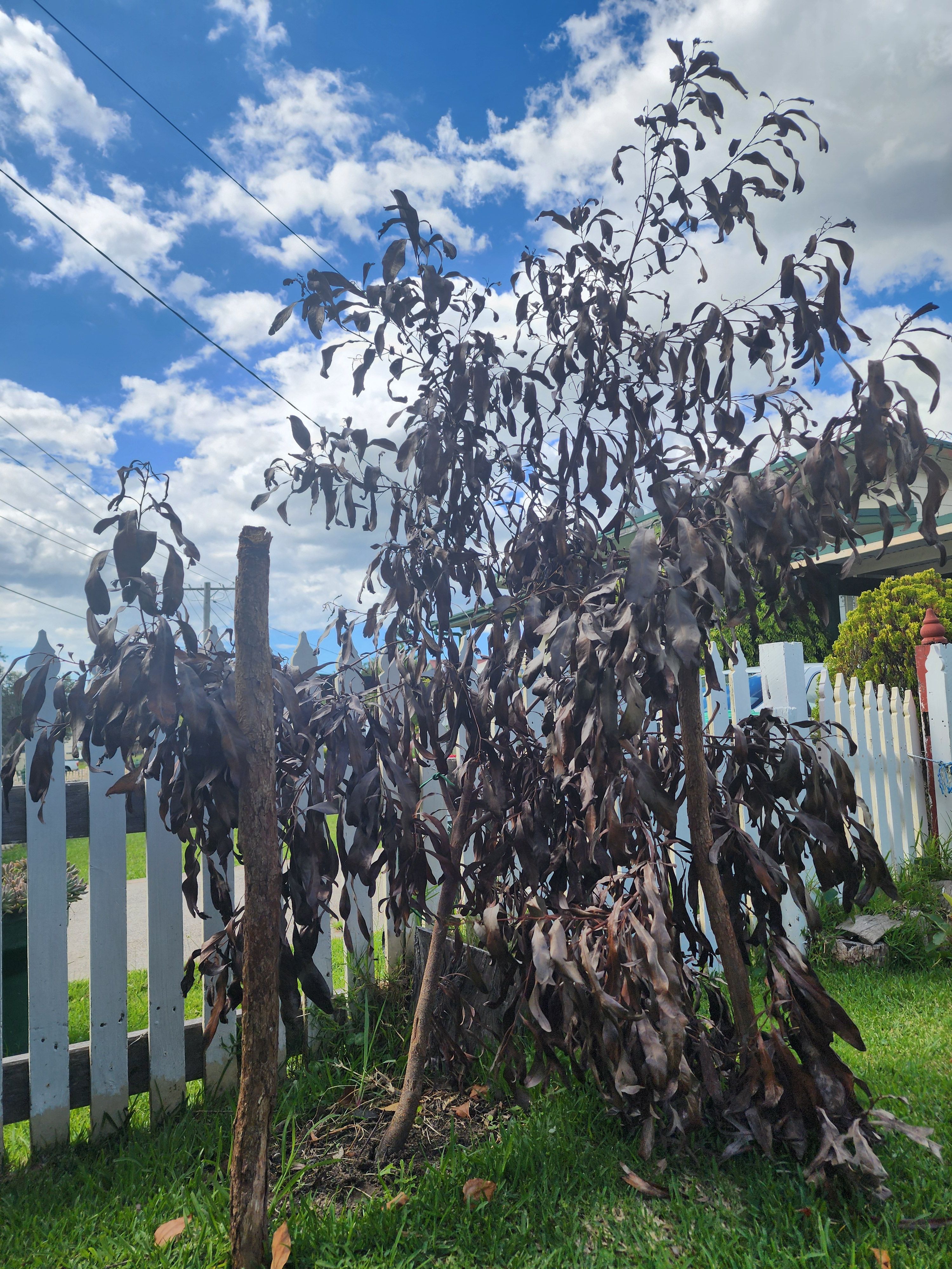 How do I prune my ivory curl tree? | Bunnings Workshop community