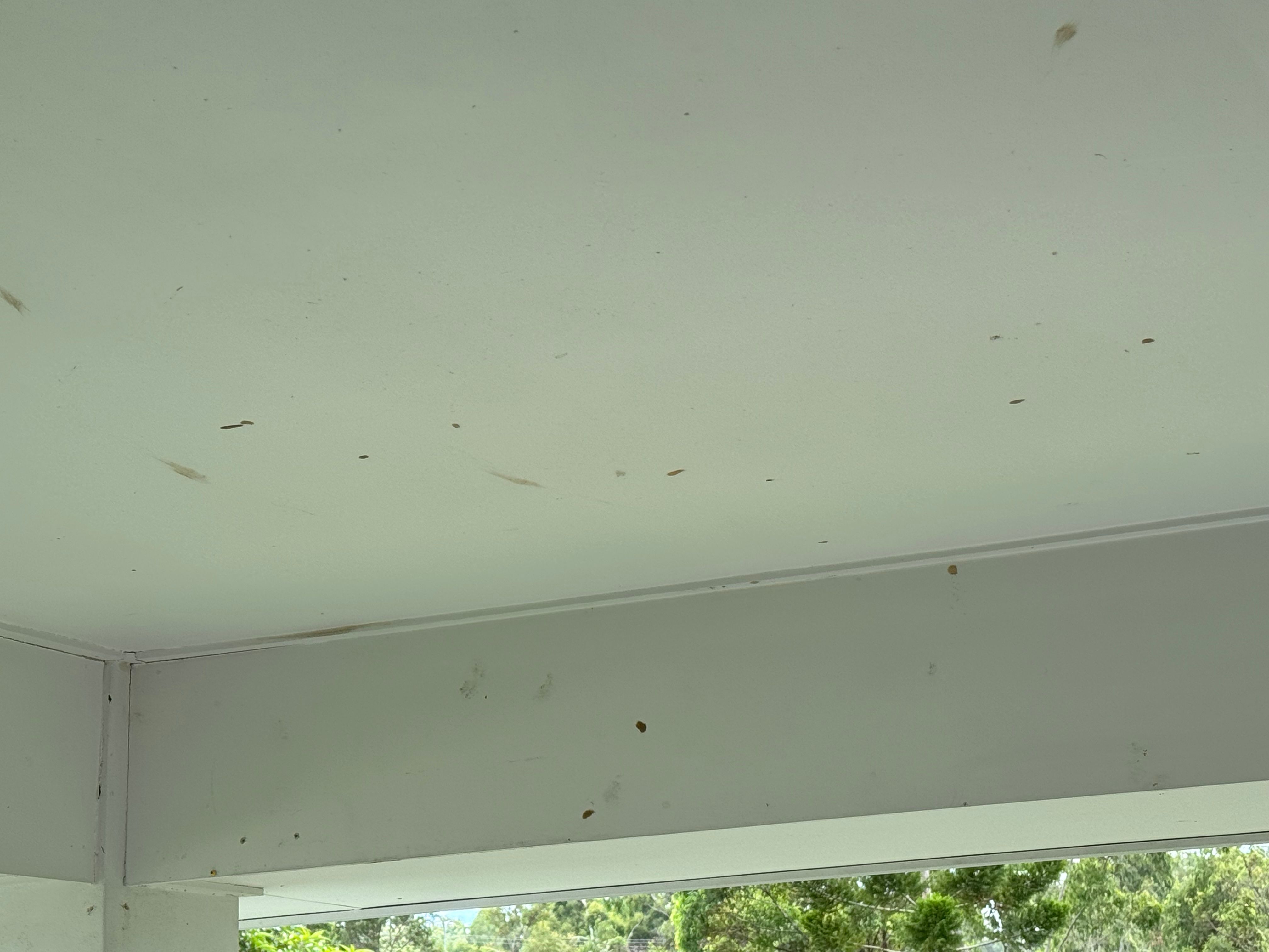 How to kill moths leaving marks on ceili... | Bunnings Workshop community