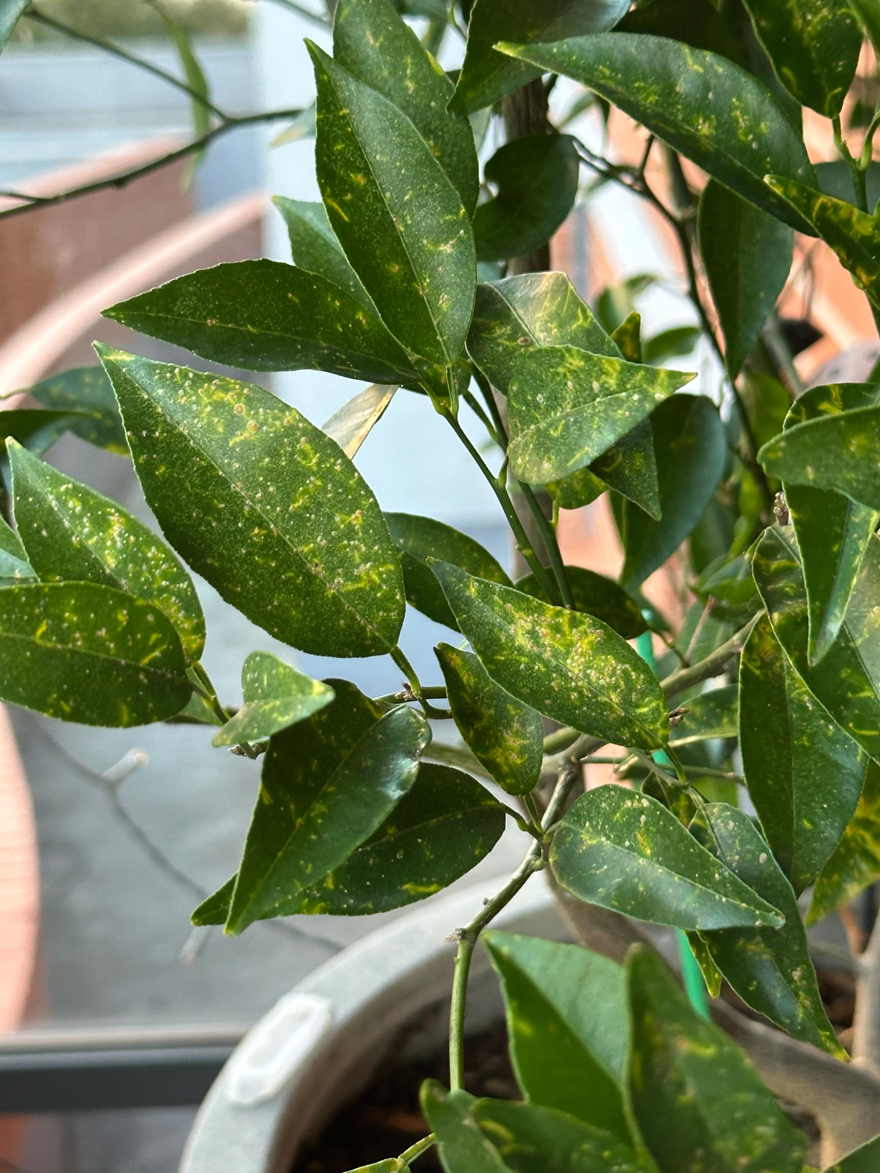 How to treat citrus tree with yellow lea... | Bunnings Workshop community