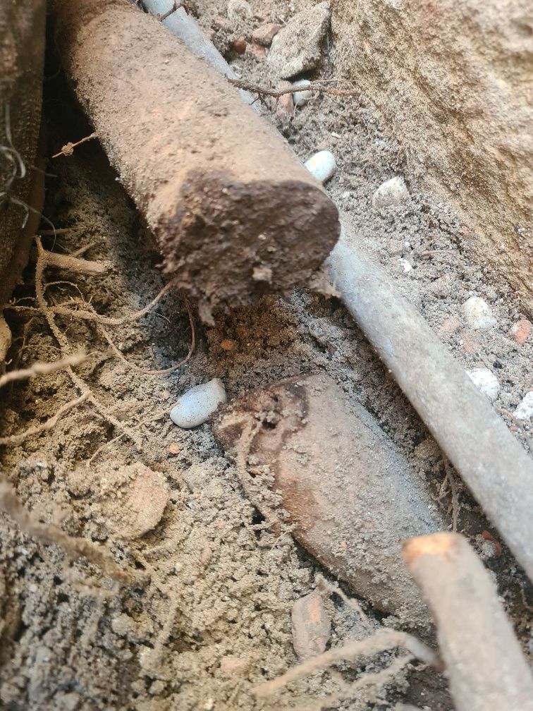 Help to identify tree from roots | Bunnings Workshop community