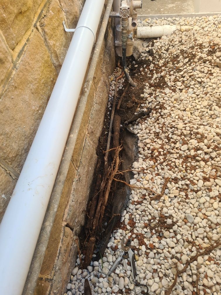 Help to identify tree from roots | Bunnings Workshop community