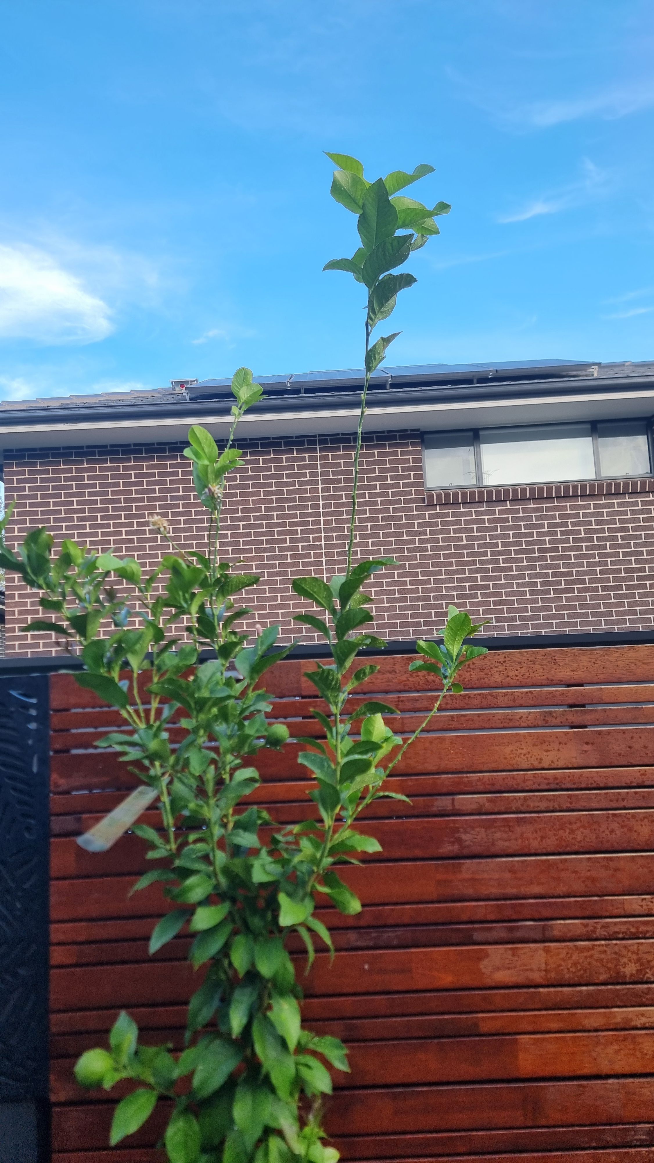 Solved: How to treat burnt leaves on lemon tree? | Bunnings Workshop community
