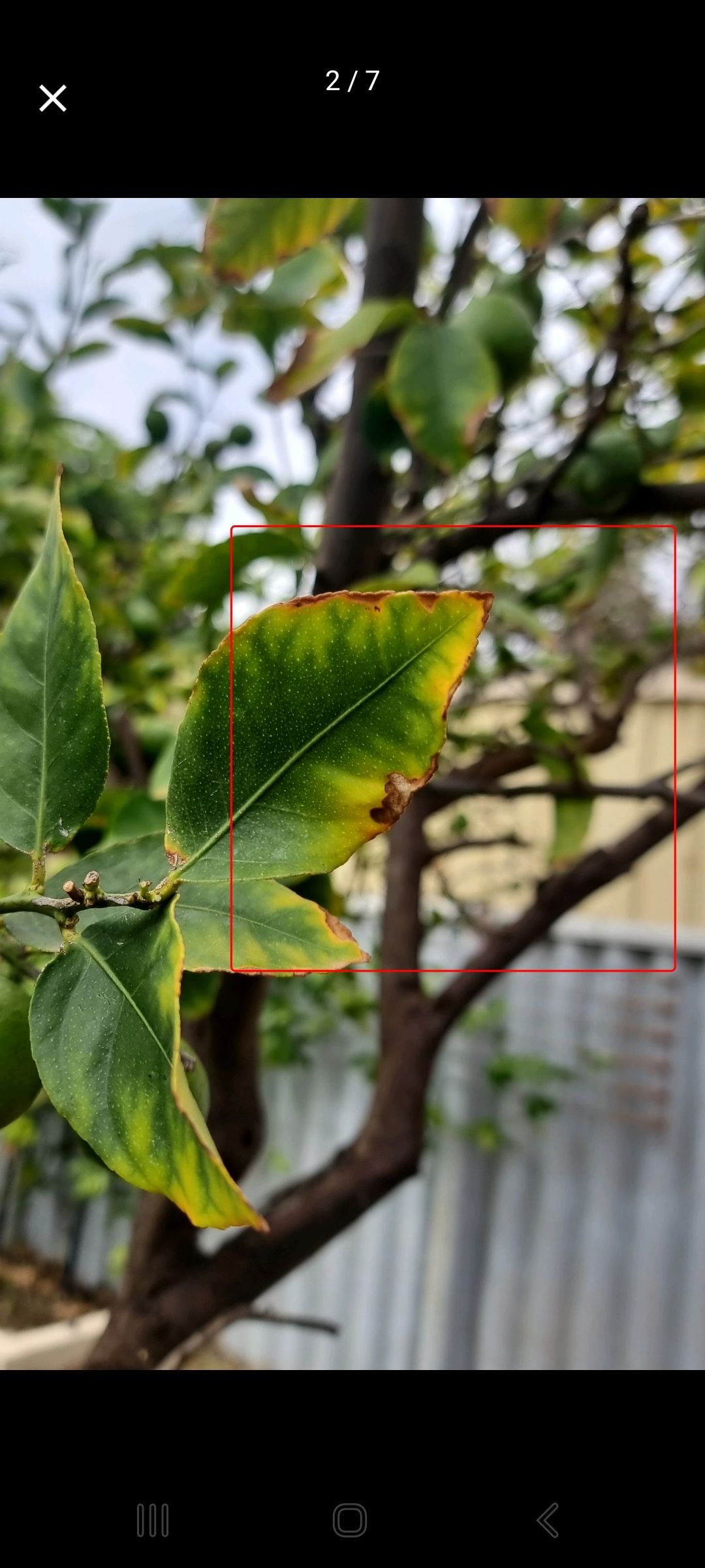 How to treat lemon tree with yellowing l... | Bunnings Workshop community