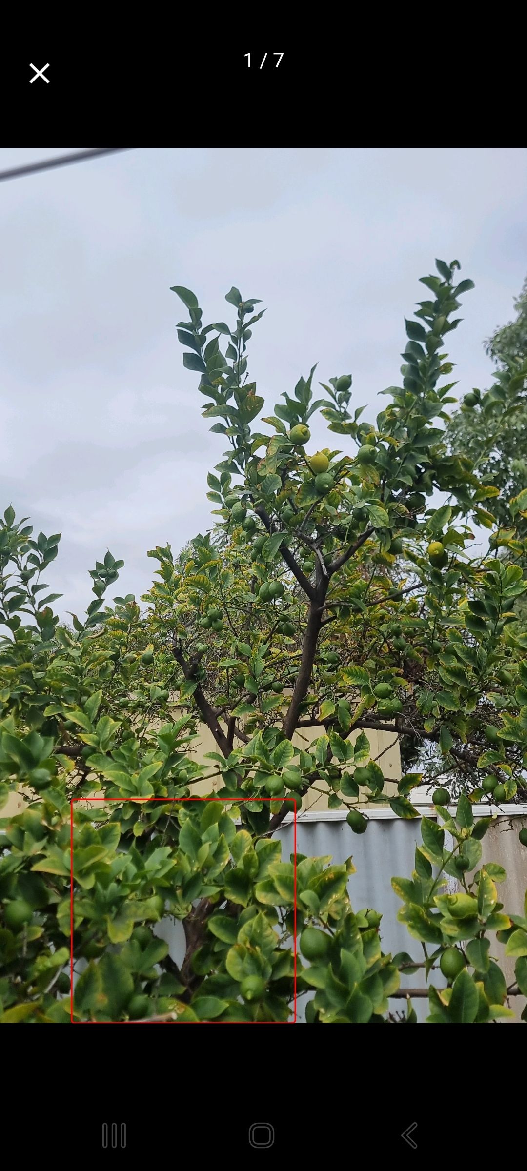 How to treat lemon tree with yellowing l... | Bunnings Workshop community
