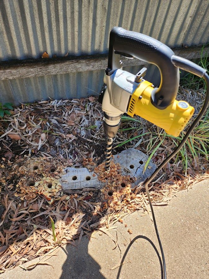 How do you stop a tree stump regrowing? | Bunnings Workshop community