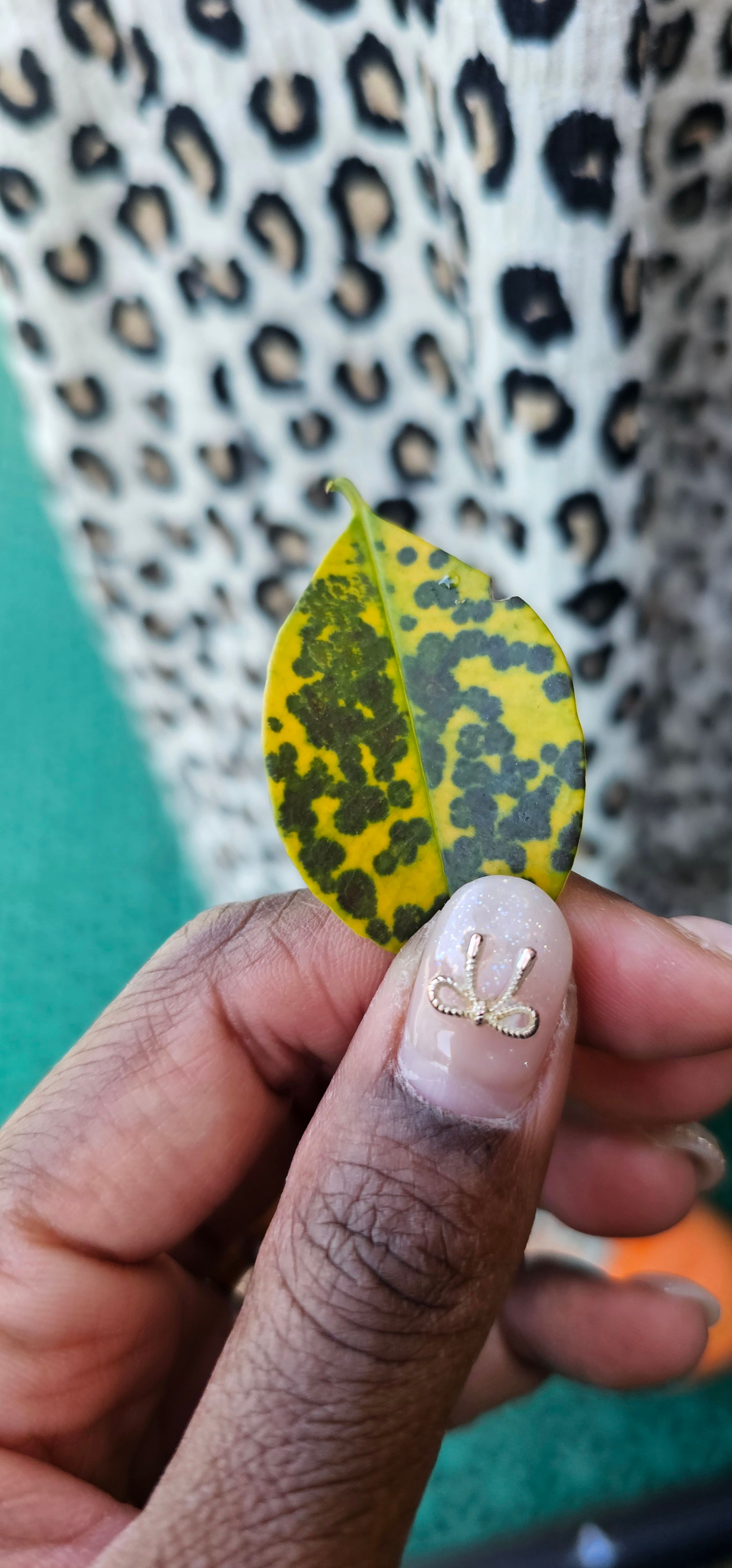 How to treat lilly pilly with mottled le... | Bunnings Workshop community