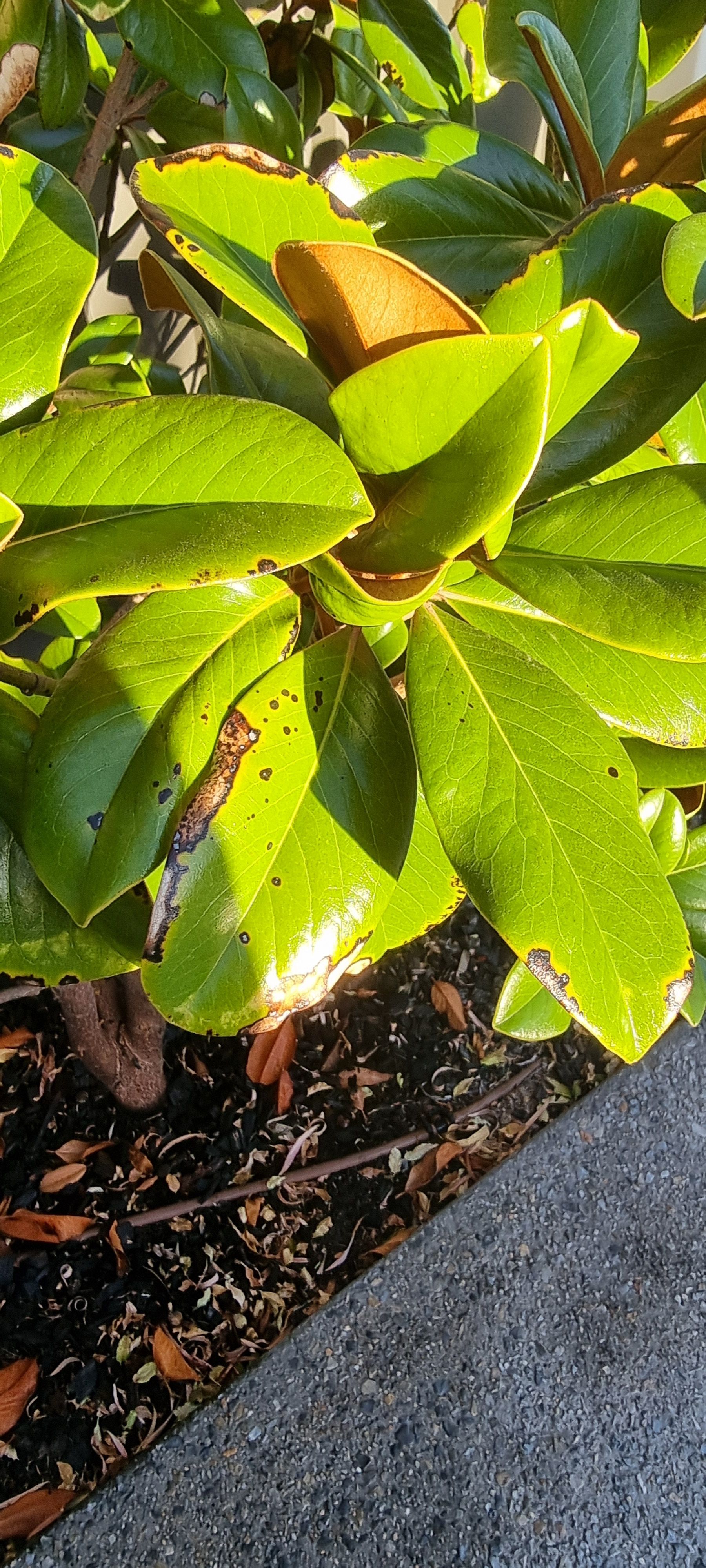How to treat black spots on leaves of te... | Bunnings Workshop community
