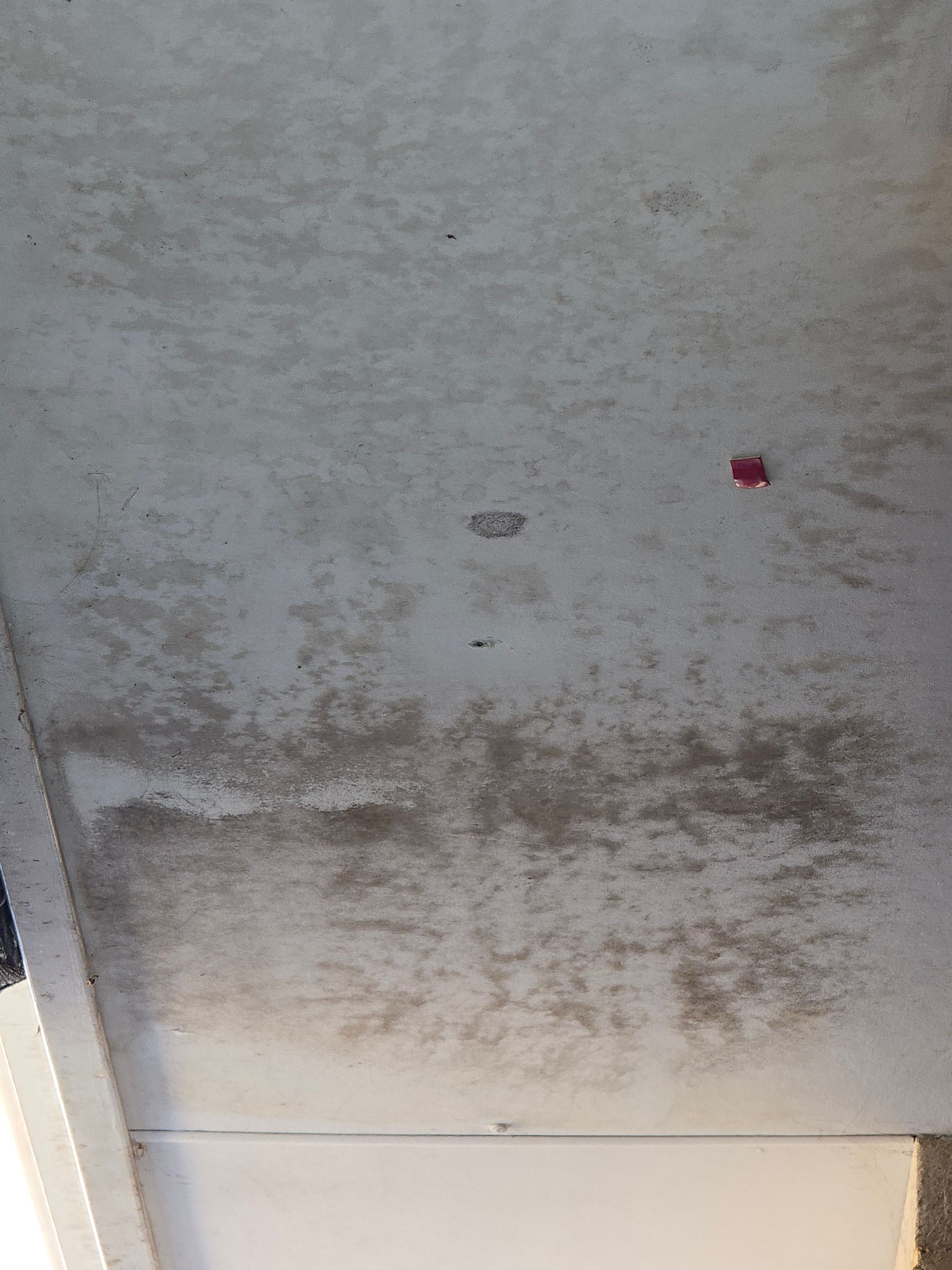 How to treat mould on eaves? | Bunnings Workshop community