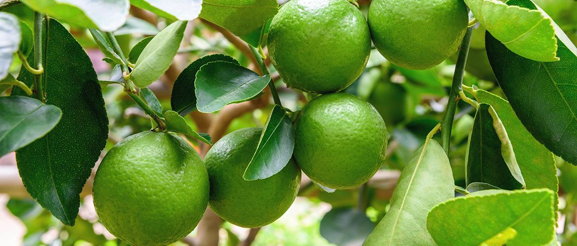 How to treat a sick citrus tree | Bunnings Workshop community