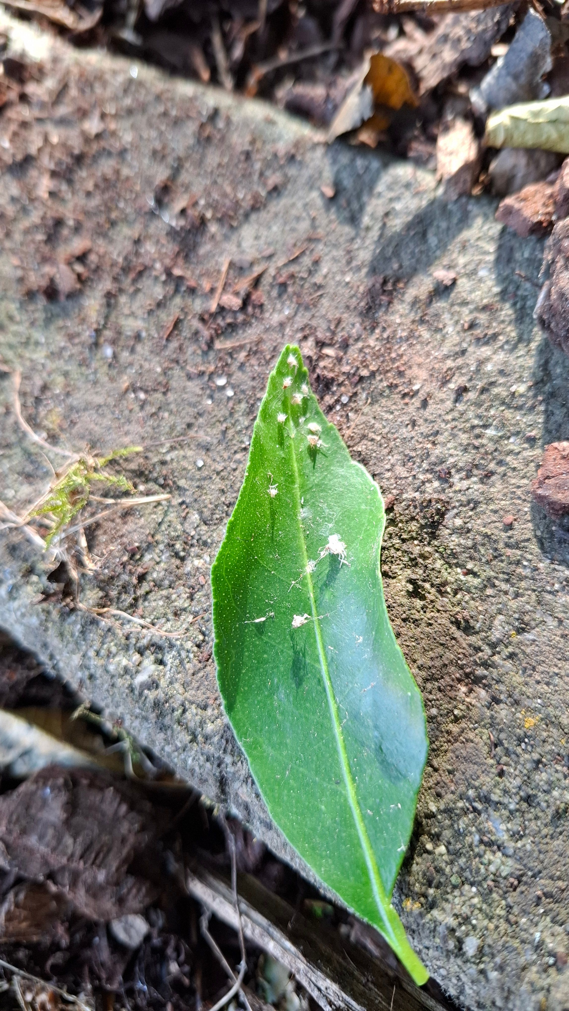 How to treat lime tree with ants in root... | Bunnings Workshop community