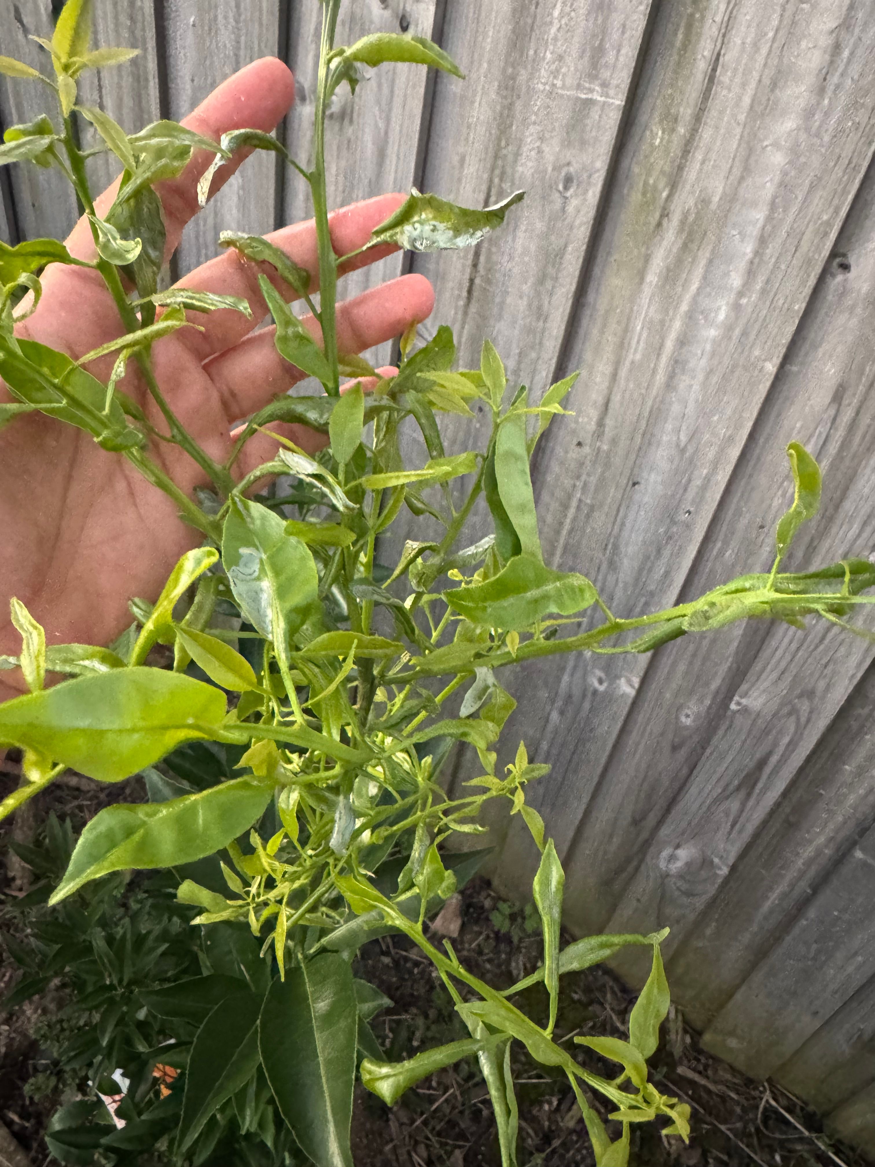 How to treat lime tree with deformed lea... | Bunnings Workshop community