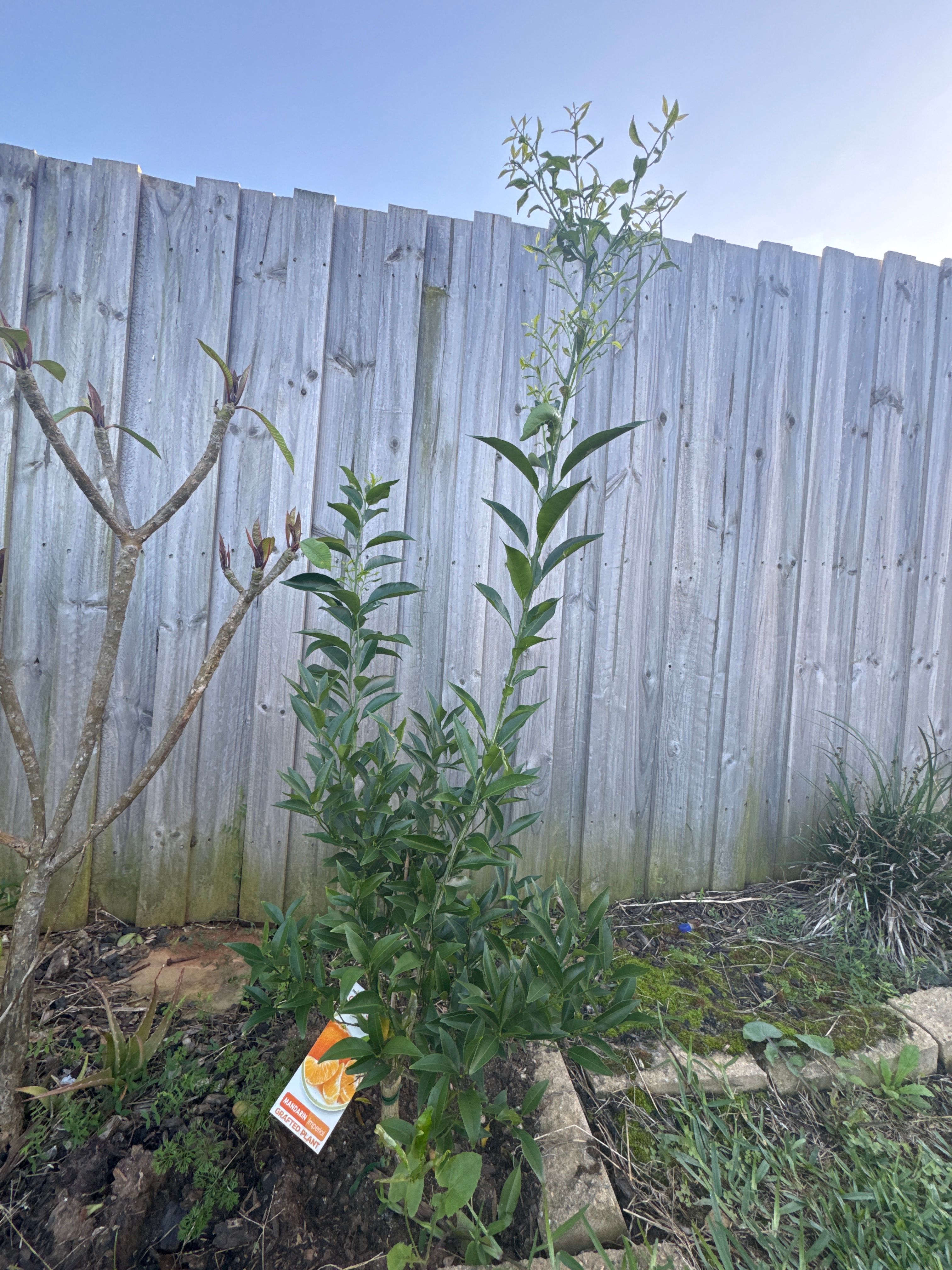 How to treat lime tree with deformed lea... | Bunnings Workshop community