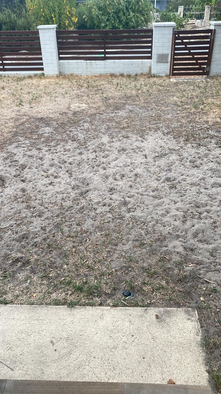 How to re-seed dead sandy grass? | Bunnings Workshop community