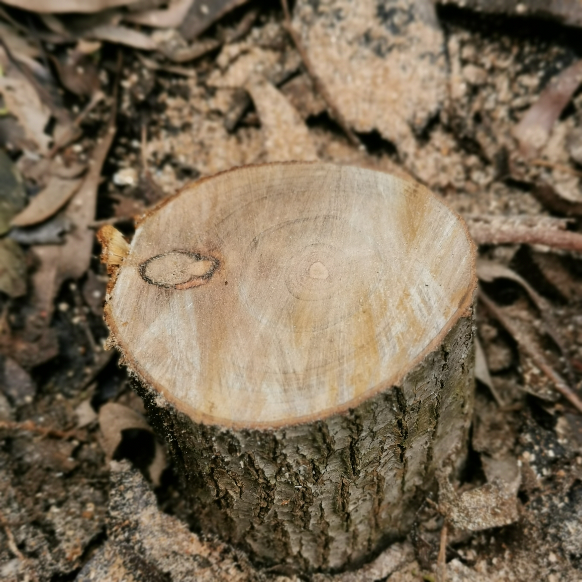 How to stop a tree stump regrowing | Bunnings Workshop community
