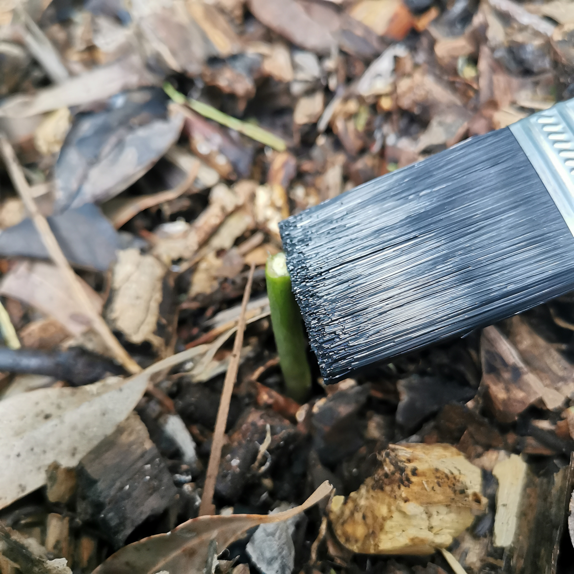 How to stop a tree stump regrowing | Bunnings Workshop community