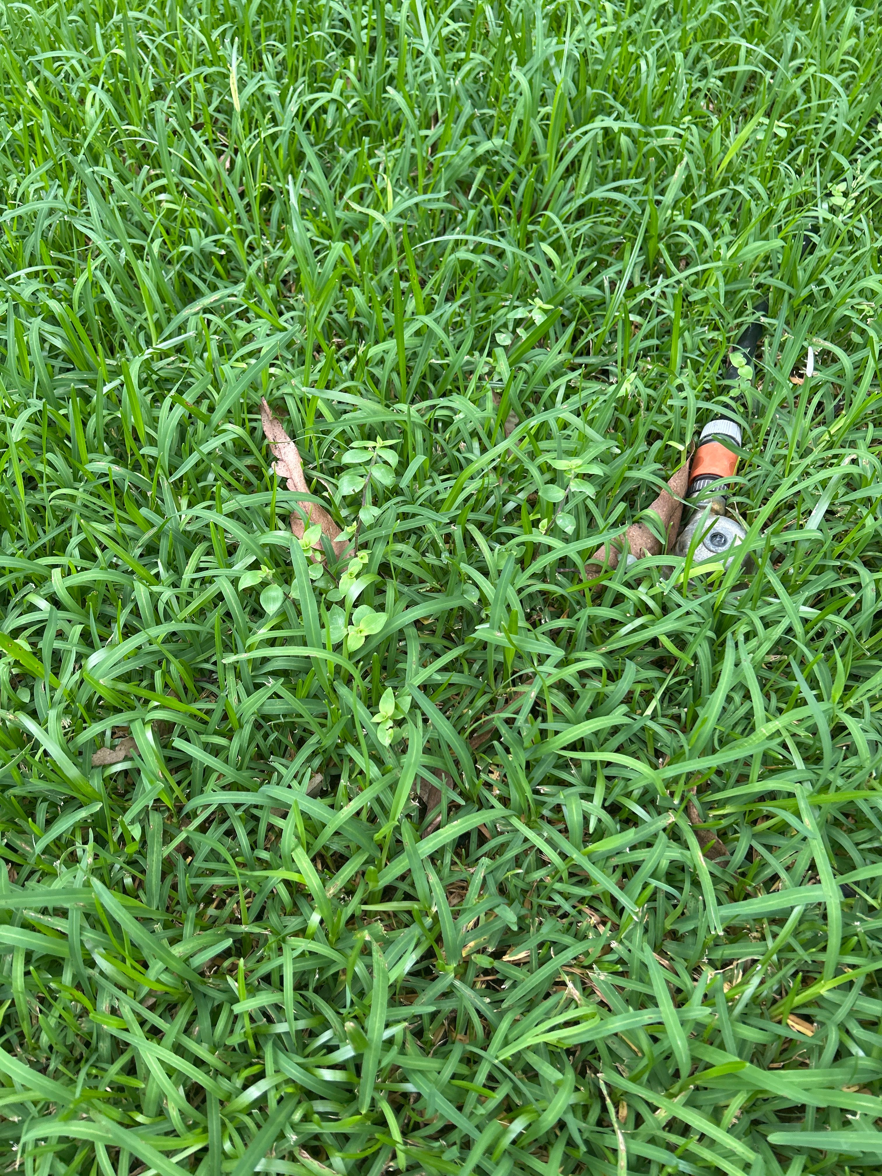 How to stop weed taking over lawn? | Bunnings Workshop community
