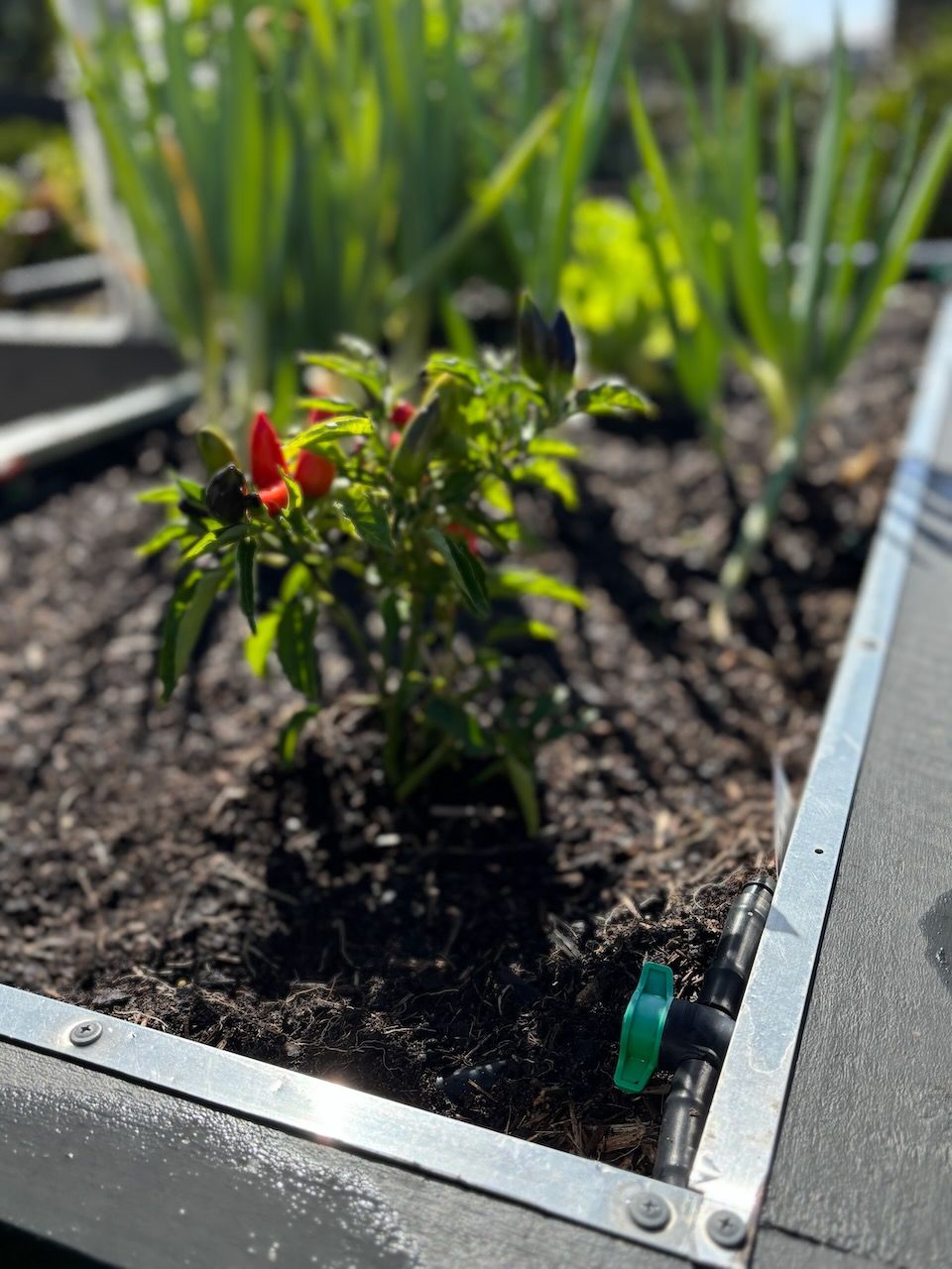 Raised staggered veggie garden beds & fi... | Bunnings Workshop community