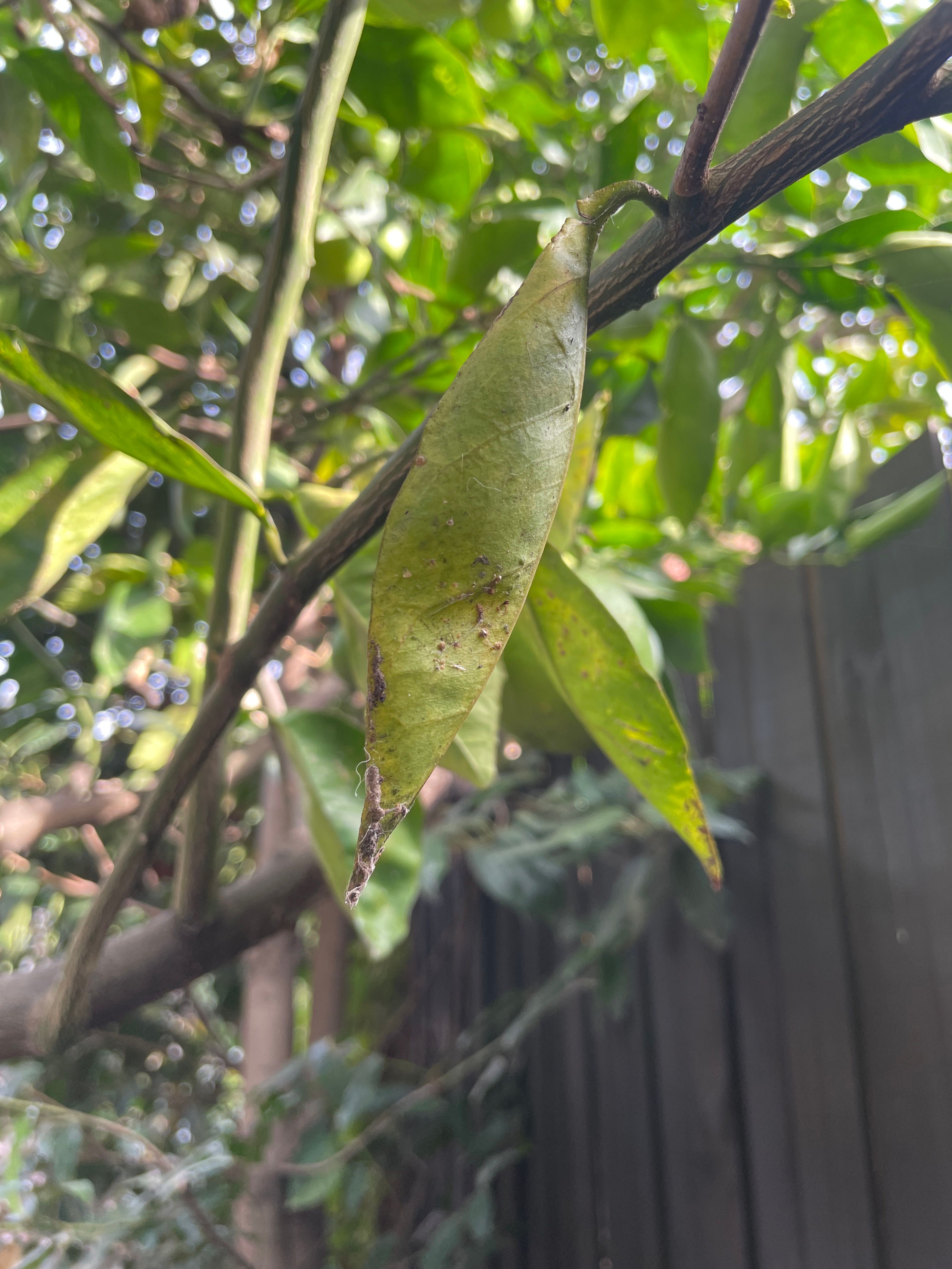 orange tree looks like its dying | Bunnings Workshop community