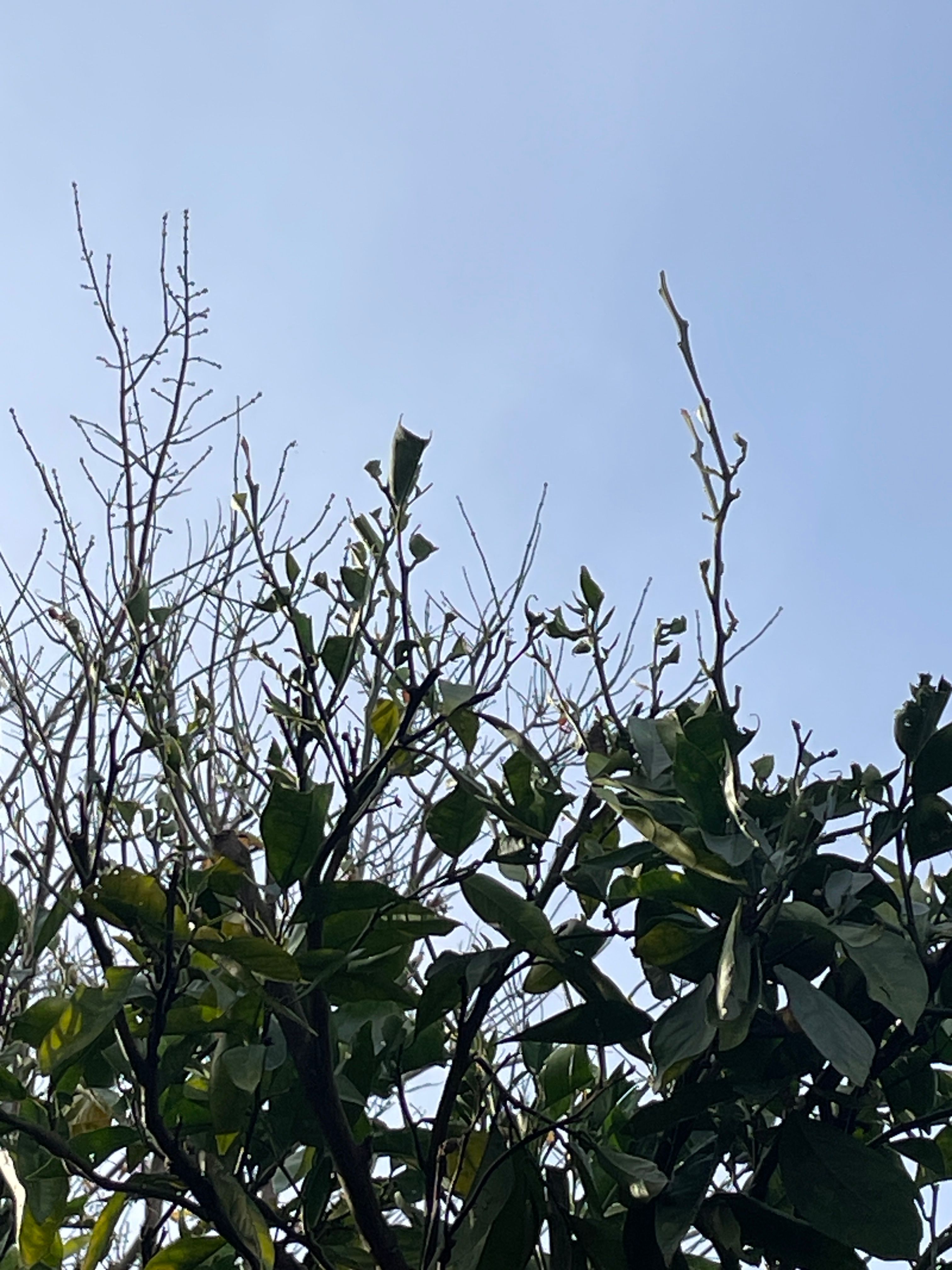 orange tree looks like its dying | Bunnings Workshop community