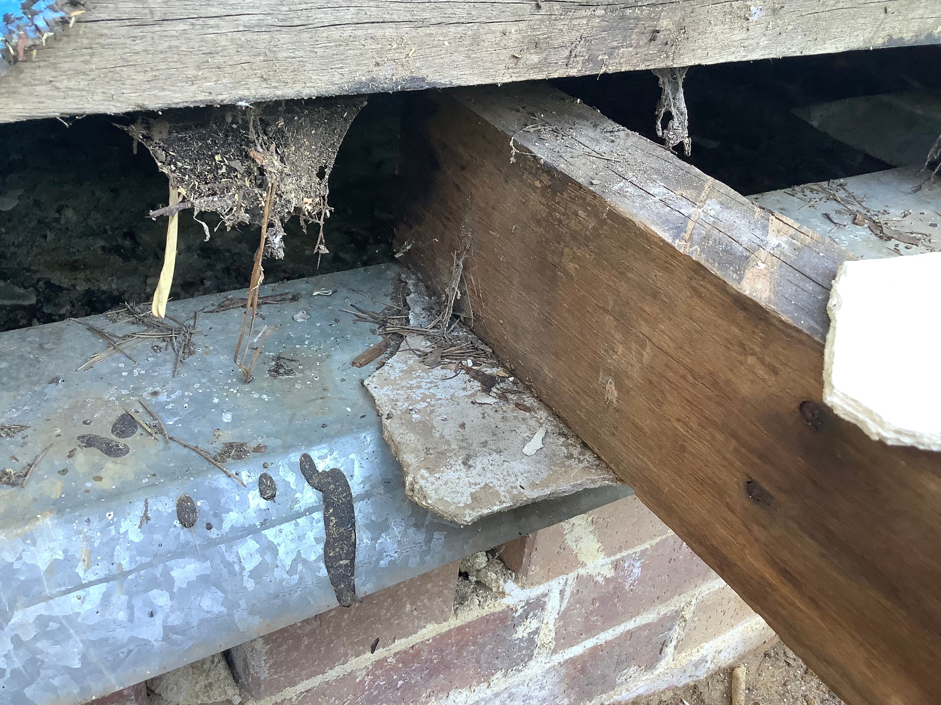 LVL Termispan joists | Bunnings Workshop community