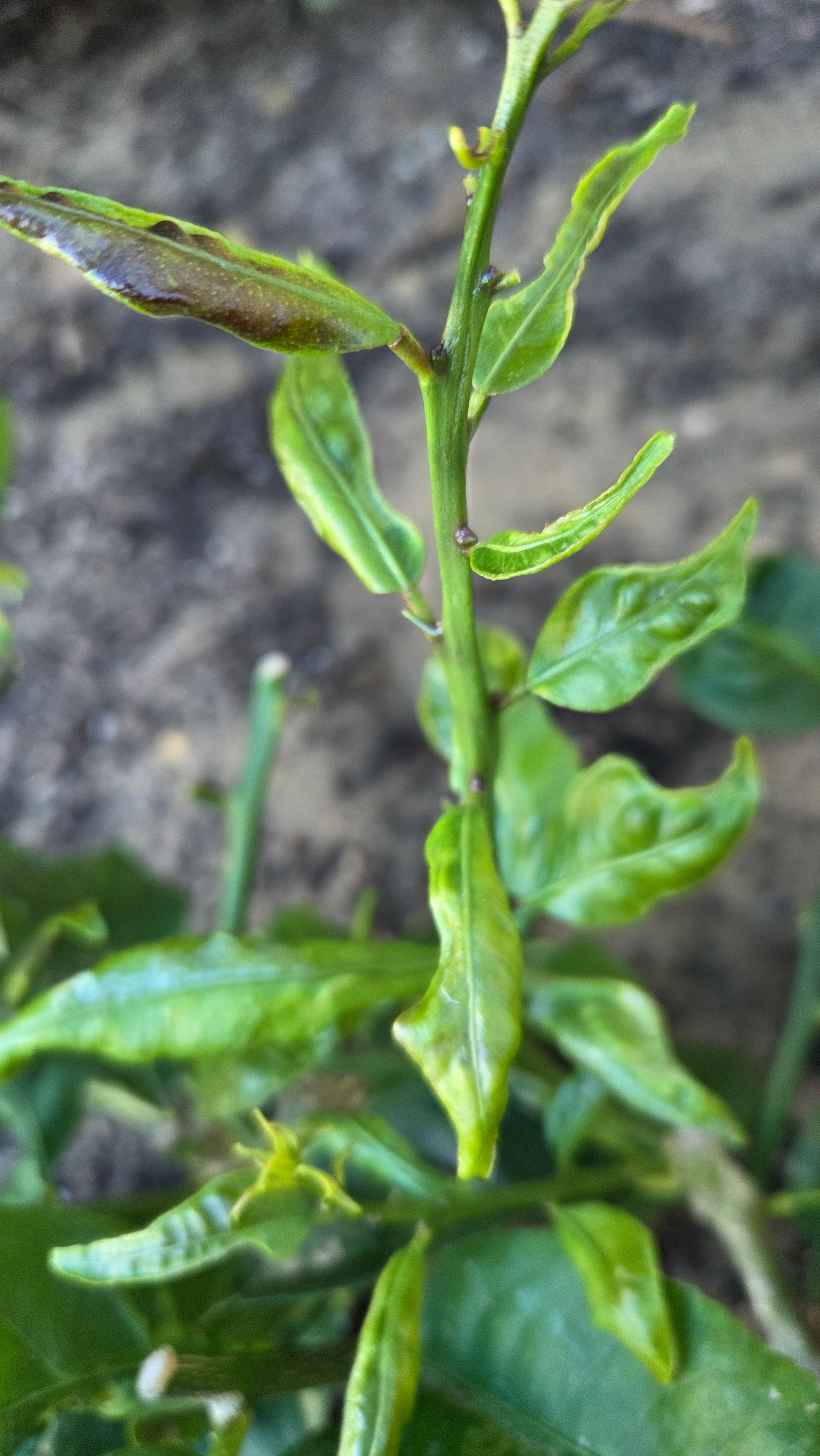 Why are my lemon tree leaves curling? | Bunnings Workshop community