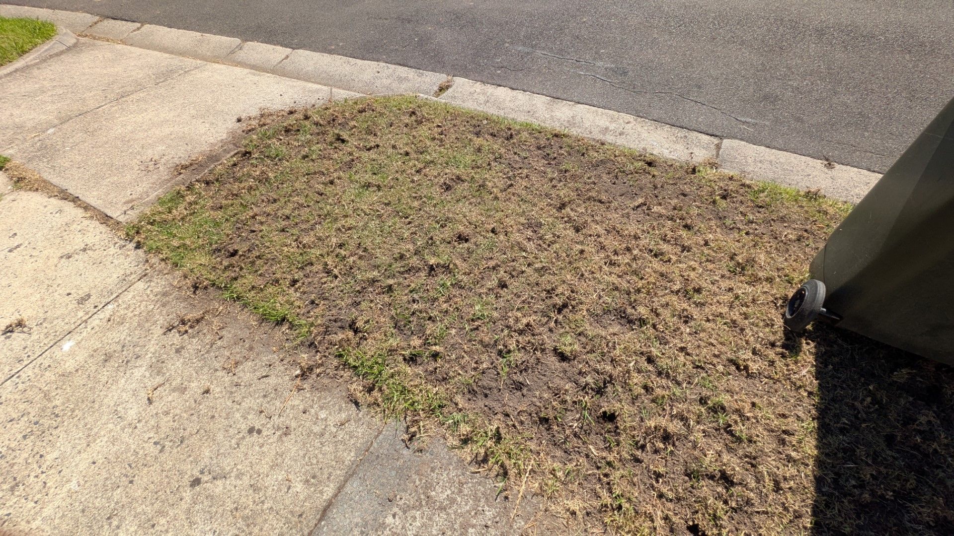 How to stop crows destroying the lawn? | Bunnings Workshop community