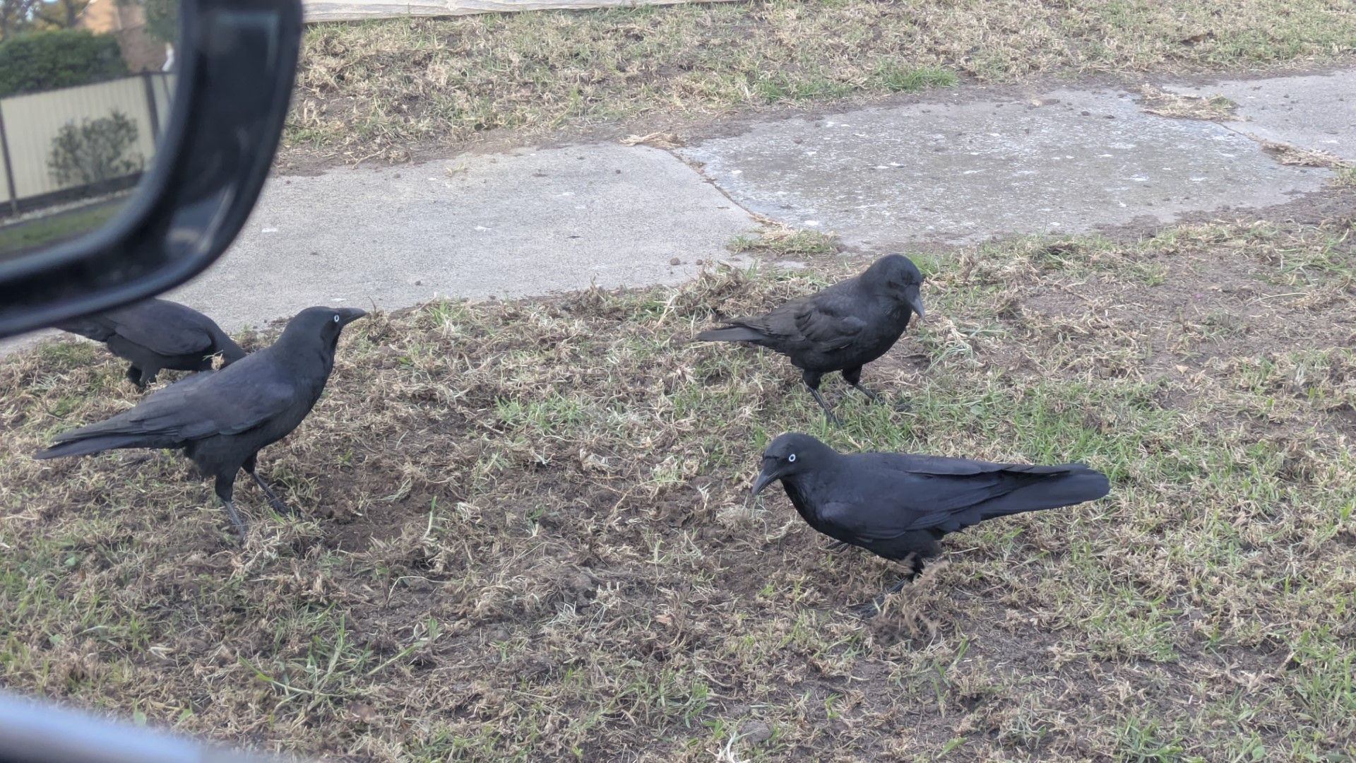 How to stop crows destroying the lawn? | Bunnings Workshop community