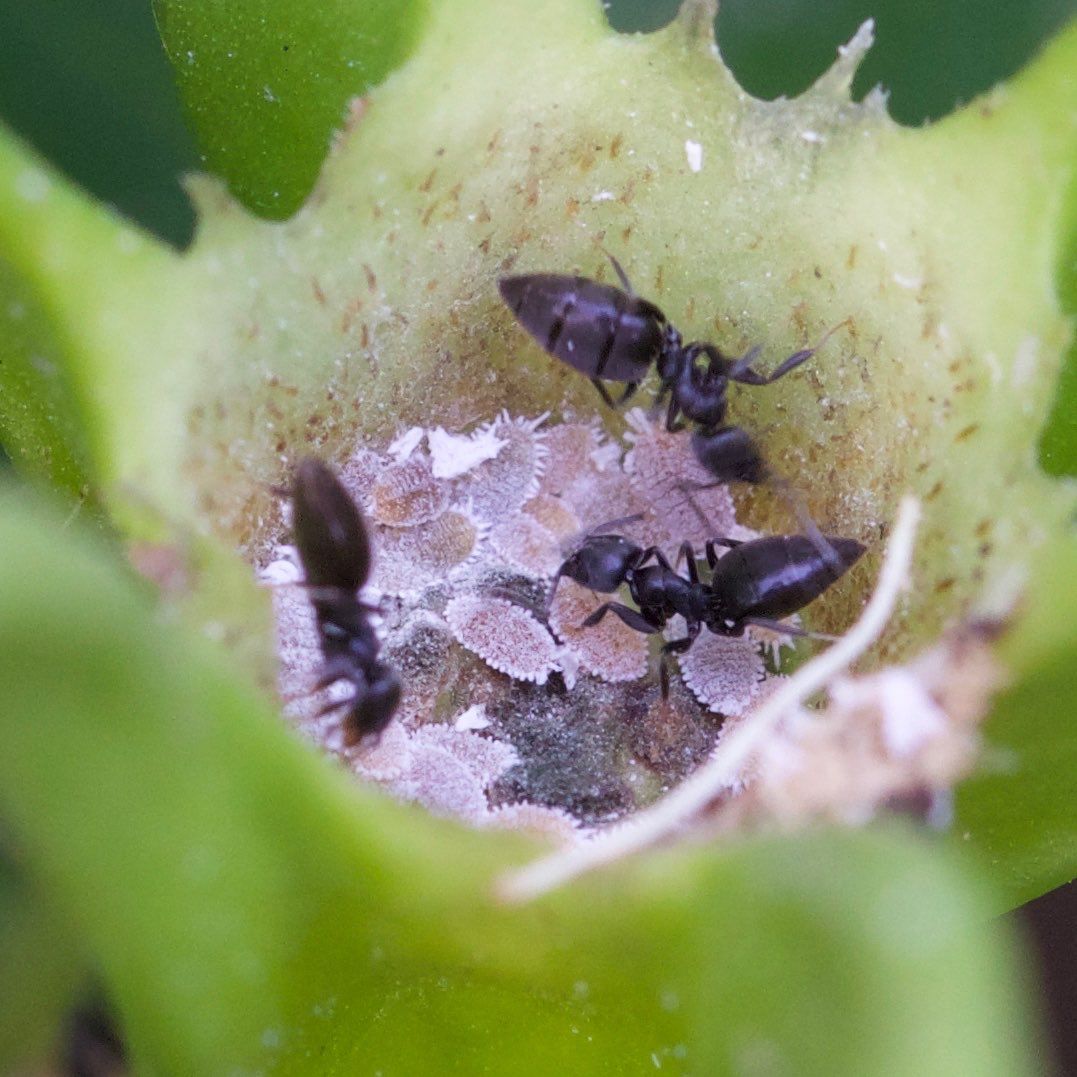 Ants on your plants... | Bunnings Workshop community