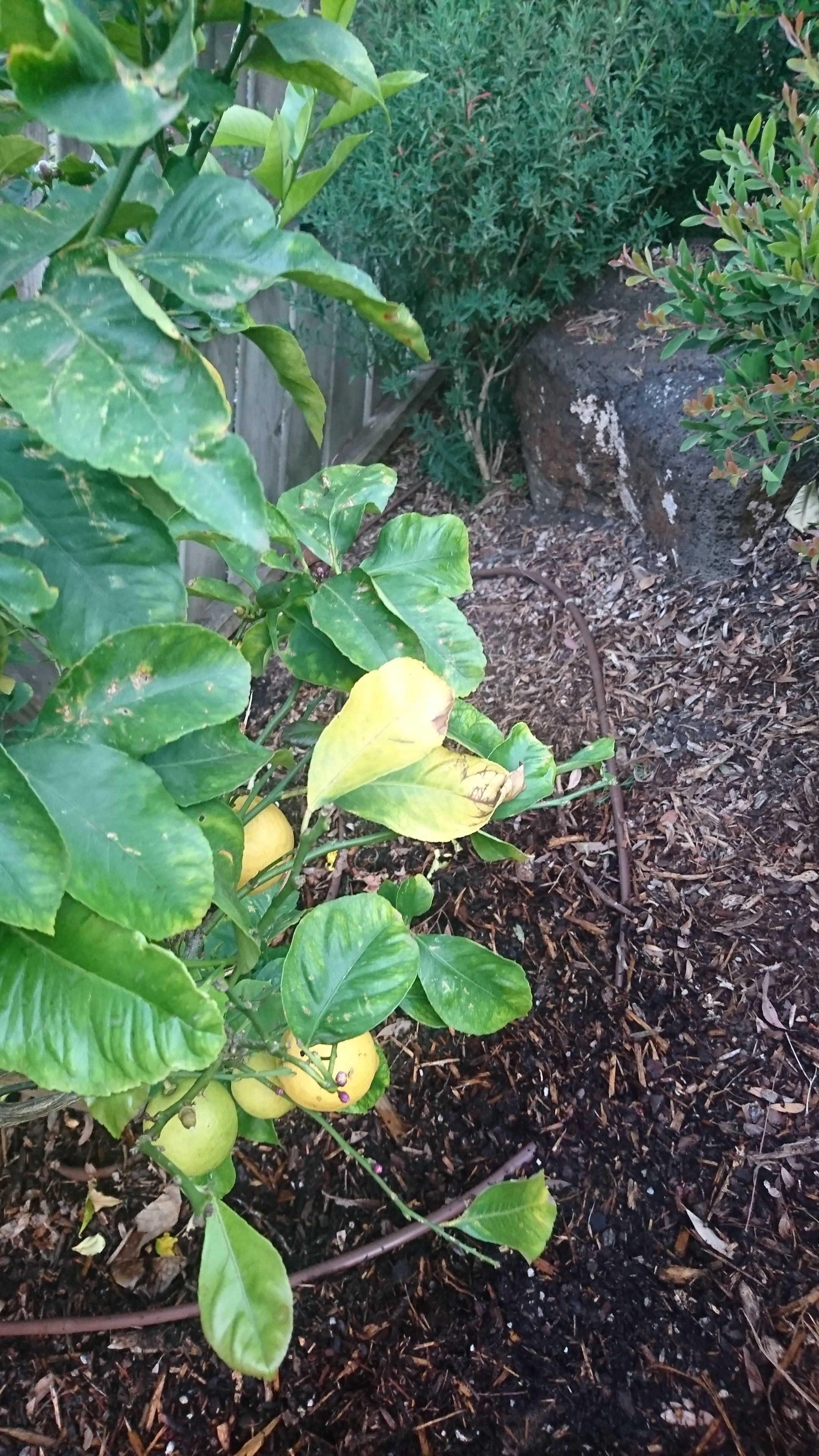 Citrus Tree issues | Bunnings Workshop community