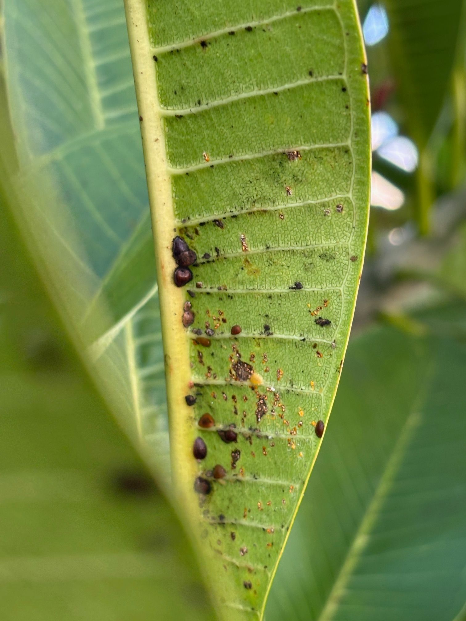How to treat Frangipani with scale insec... | Bunnings Workshop community