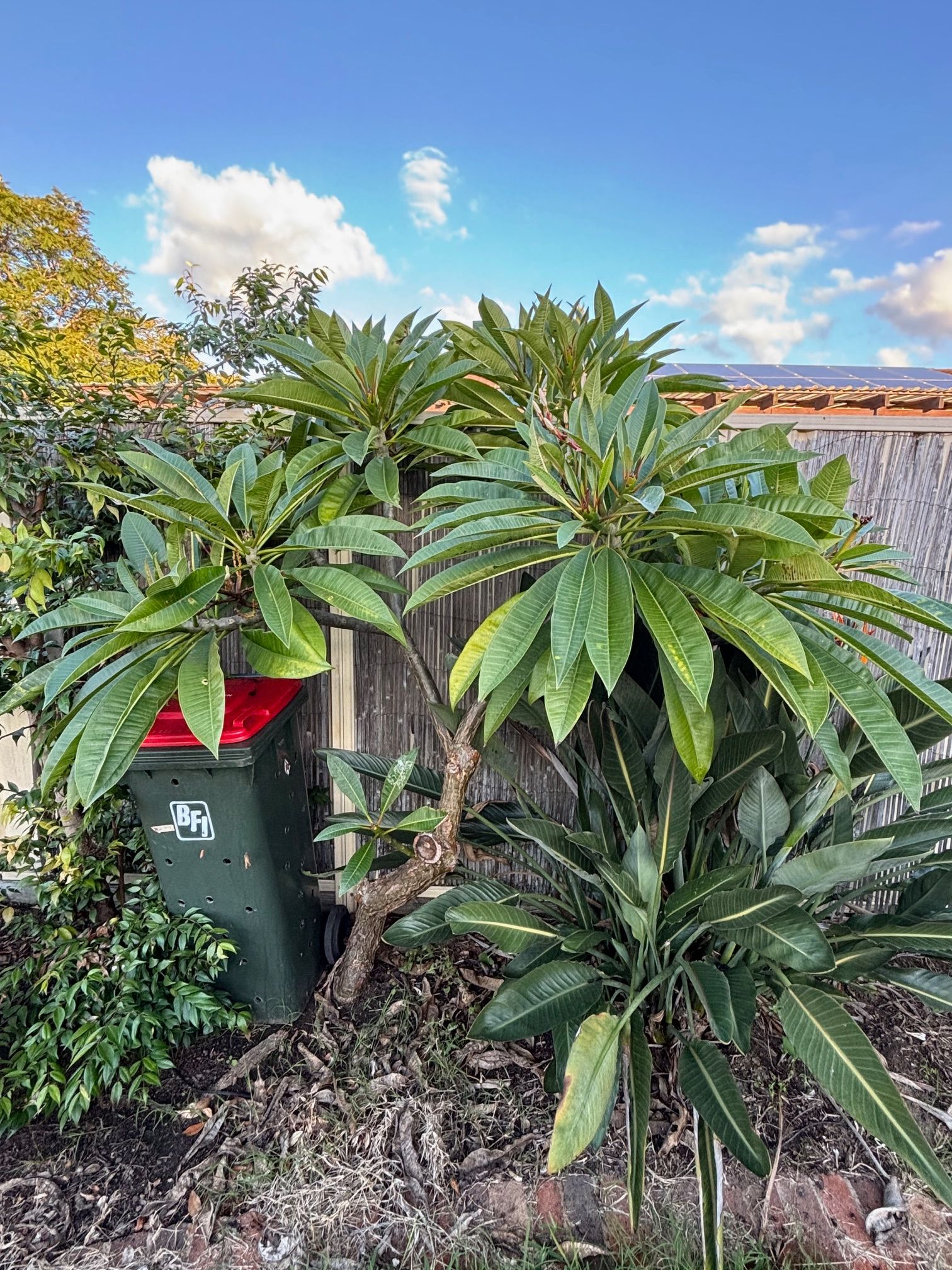 How to treat Frangipani with scale insec... | Bunnings Workshop community