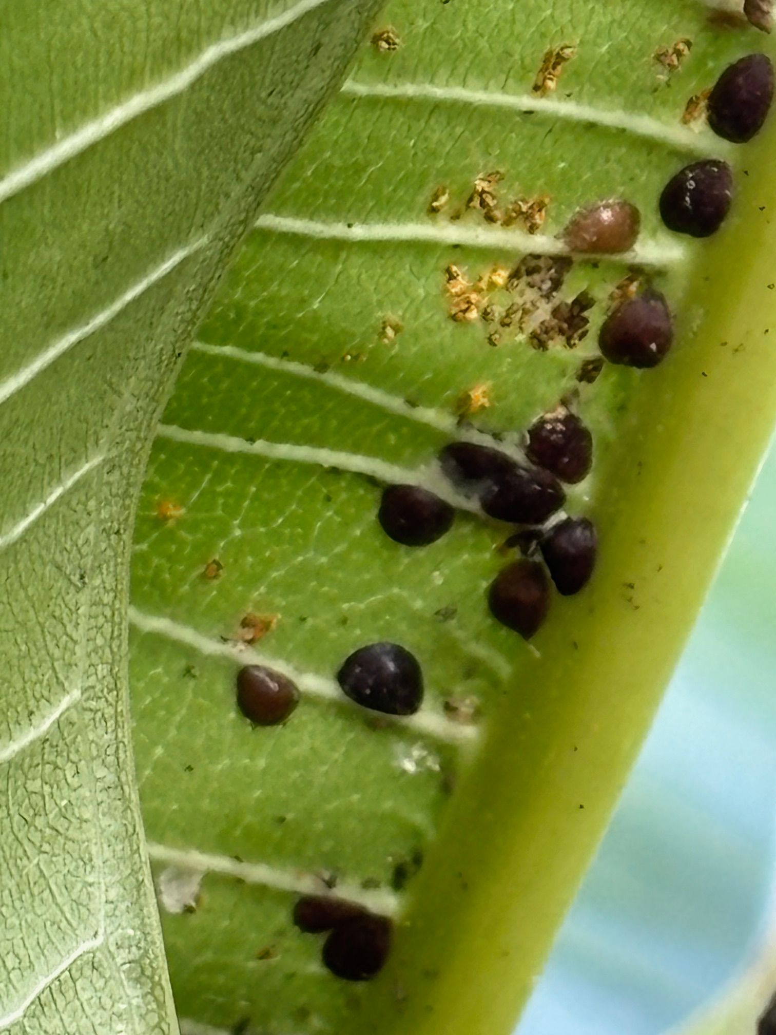 How to treat Frangipani with scale insec... | Bunnings Workshop community